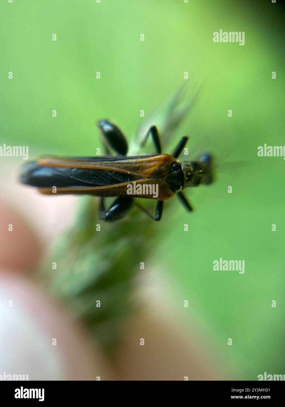 Oedemera femorata hi-res stock photography and images - Alamy