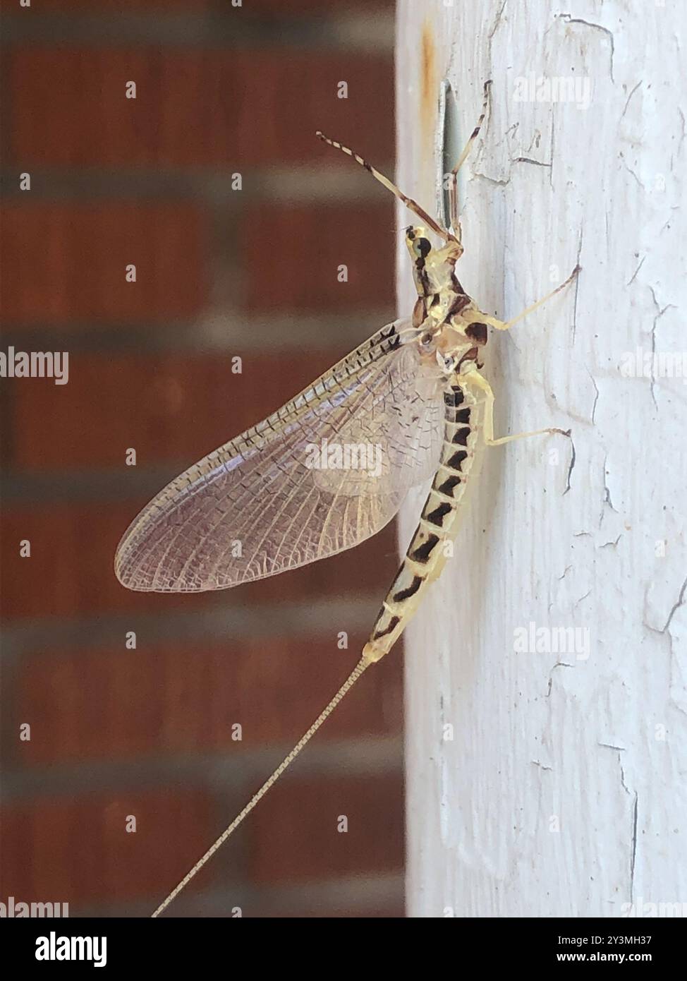 Giant Mayflies (Hexagenia) Insecta Stock Photo - Alamy