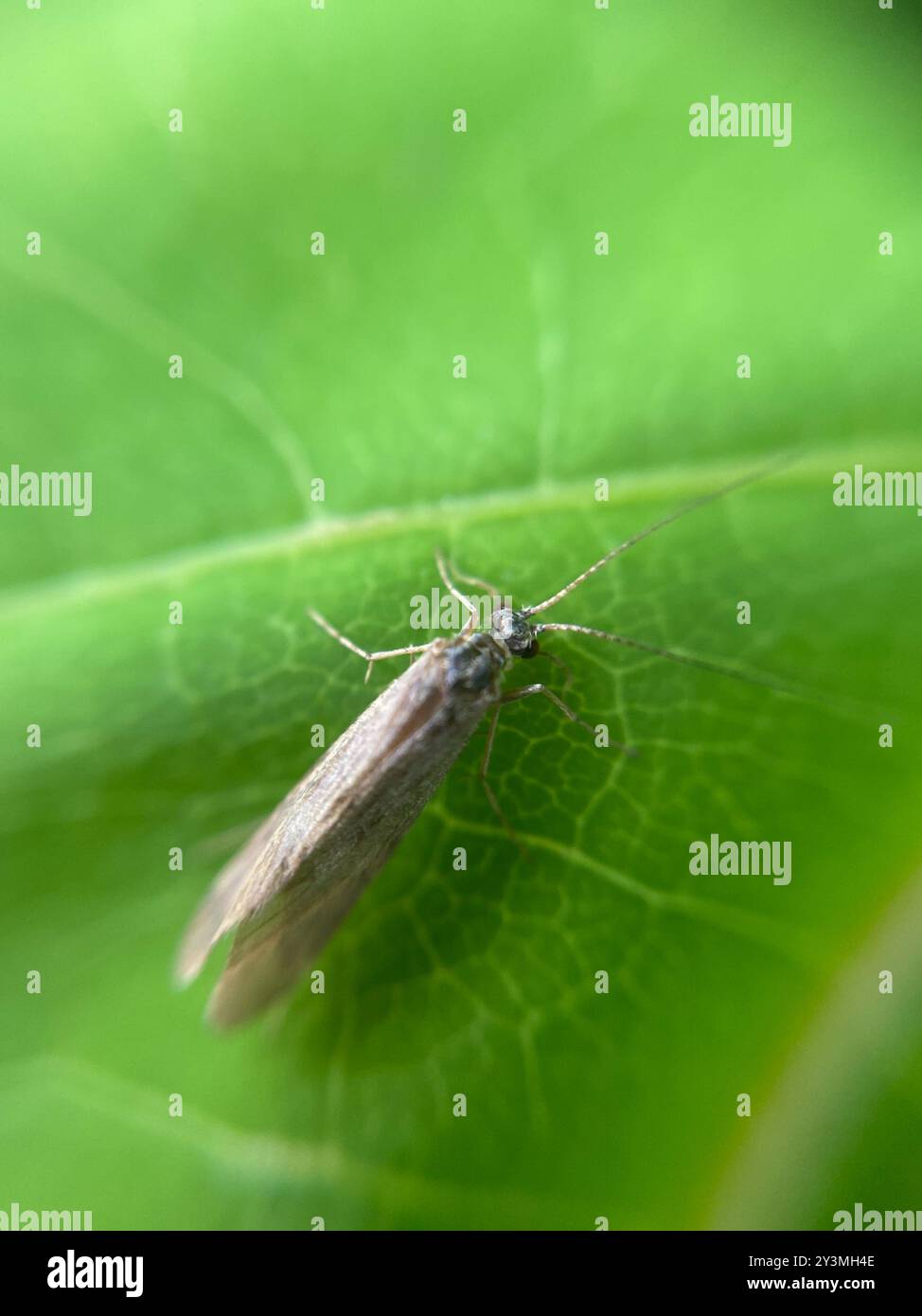 Net-spinning Caddisflies (Hydropsychidae) Insecta Stock Photo - Alamy