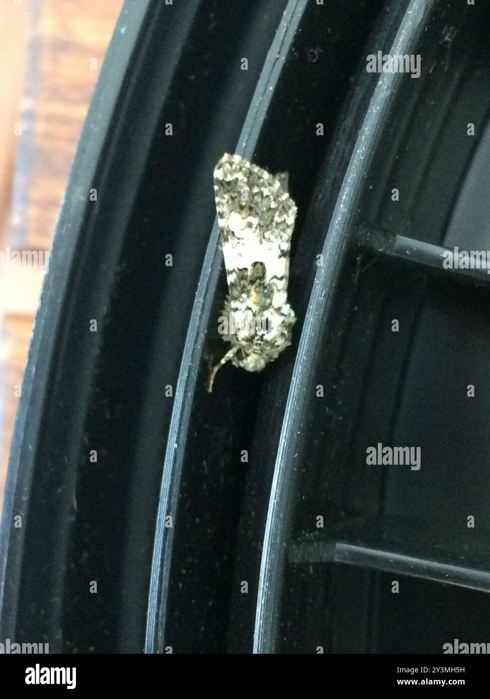 Varied Coronet (Hadena compta) Insecta Stock Photo - Alamy