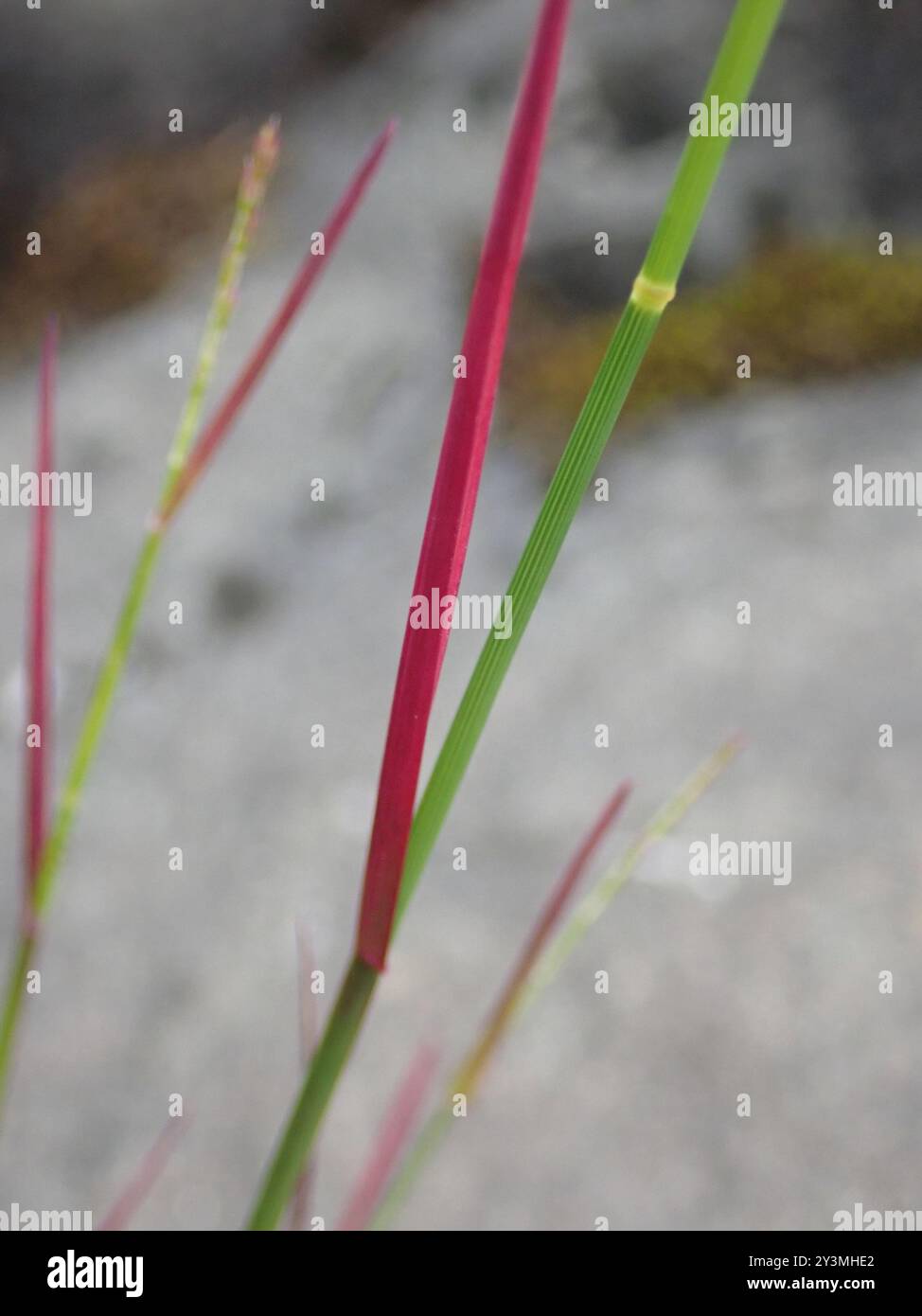 grasses (Poaceae) Plantae Stock Photo - Alamy