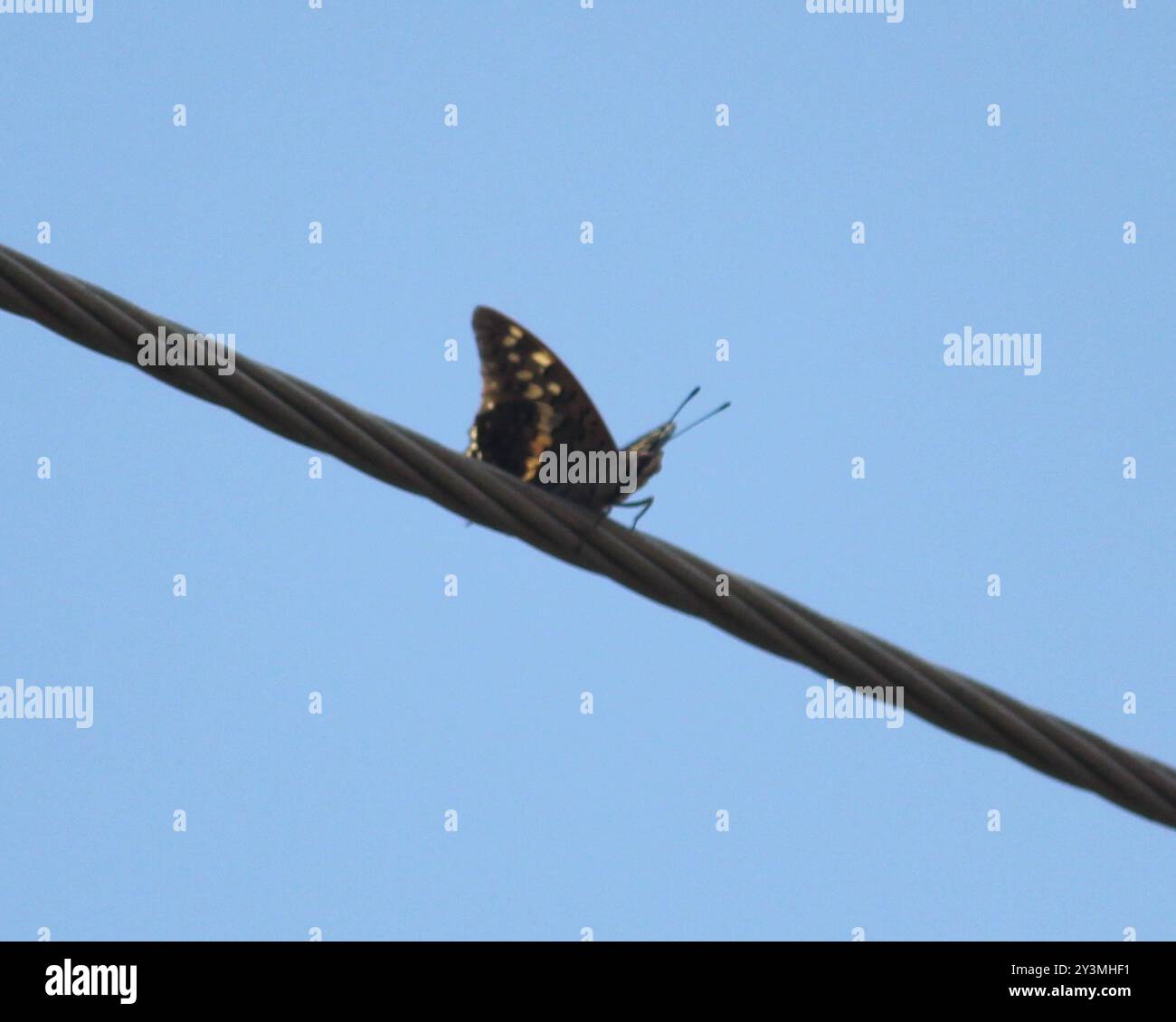 Black Rajah (Charaxes solon) Insecta Stock Photo - Alamy