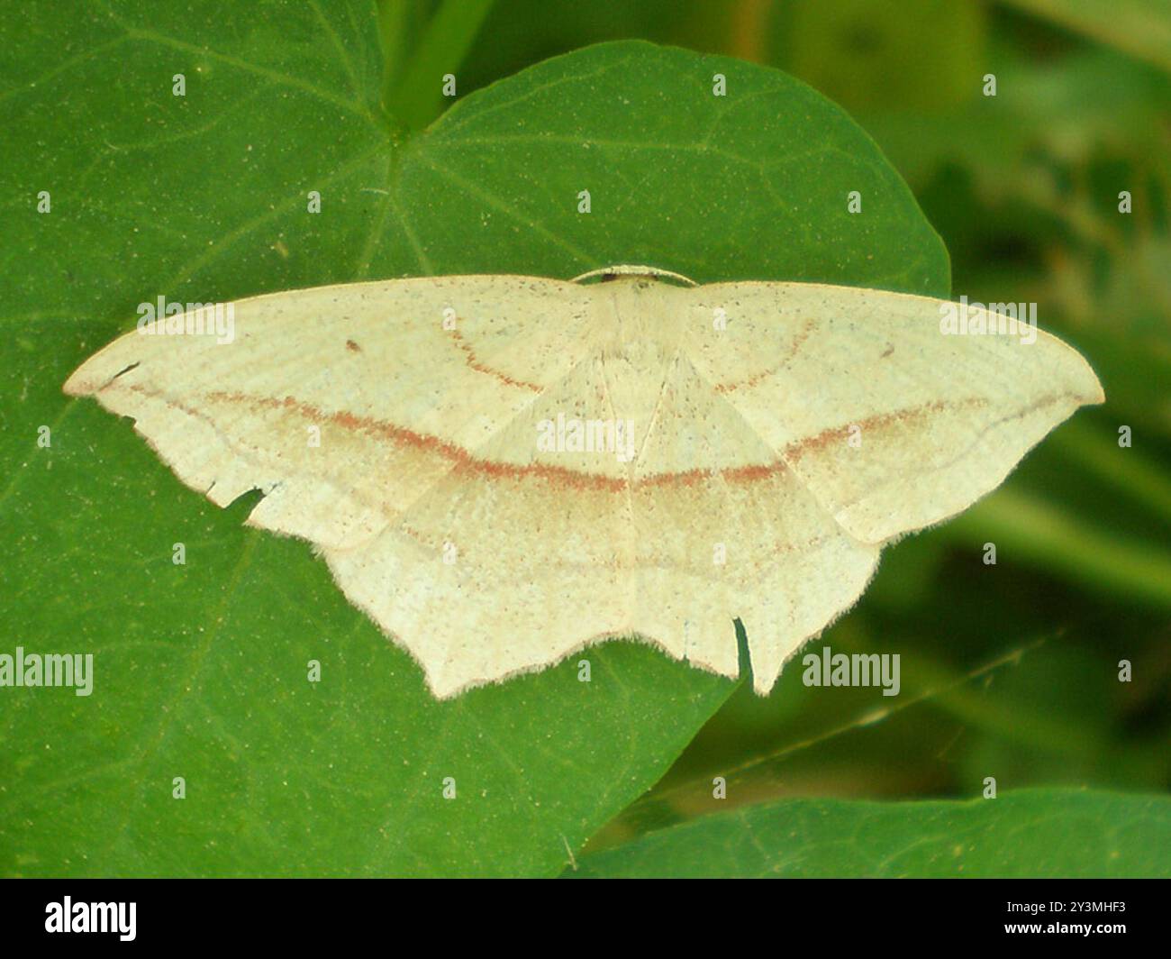Blood Vein (Timandra comae) Insecta Stock Photo - Alamy