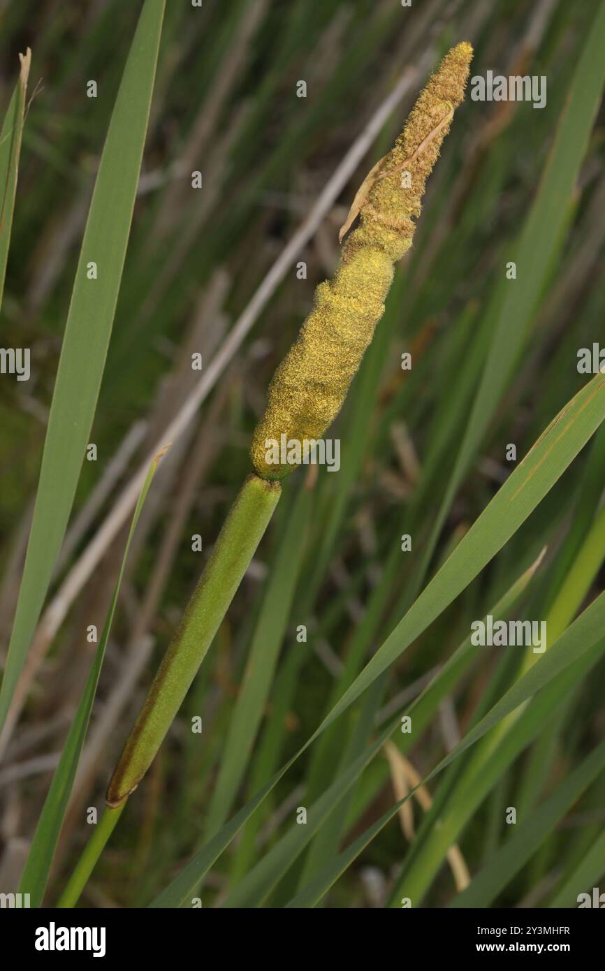 narrow-leaved cattail (Typha angustifolia) Plantae Stock Photo - Alamy