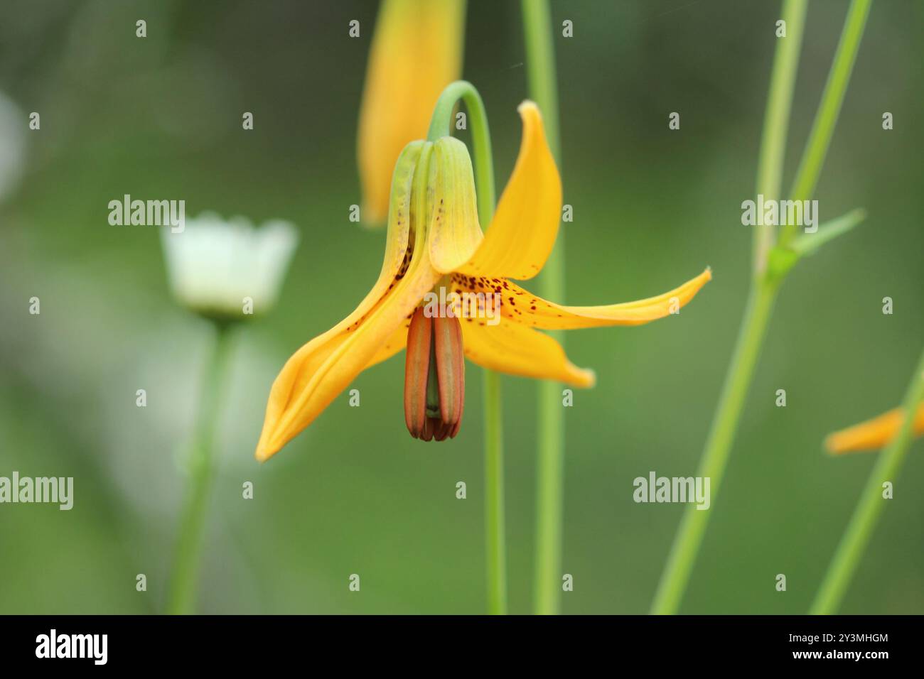 Columbia lily (Lilium columbianum) Plantae Stock Photo - Alamy