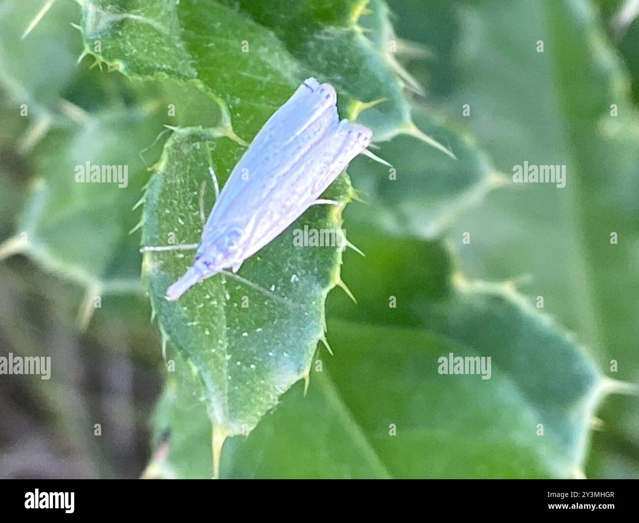 Hook-streaked Grass-veneer (Crambus lathoniellus) Insecta Stock Photo ...