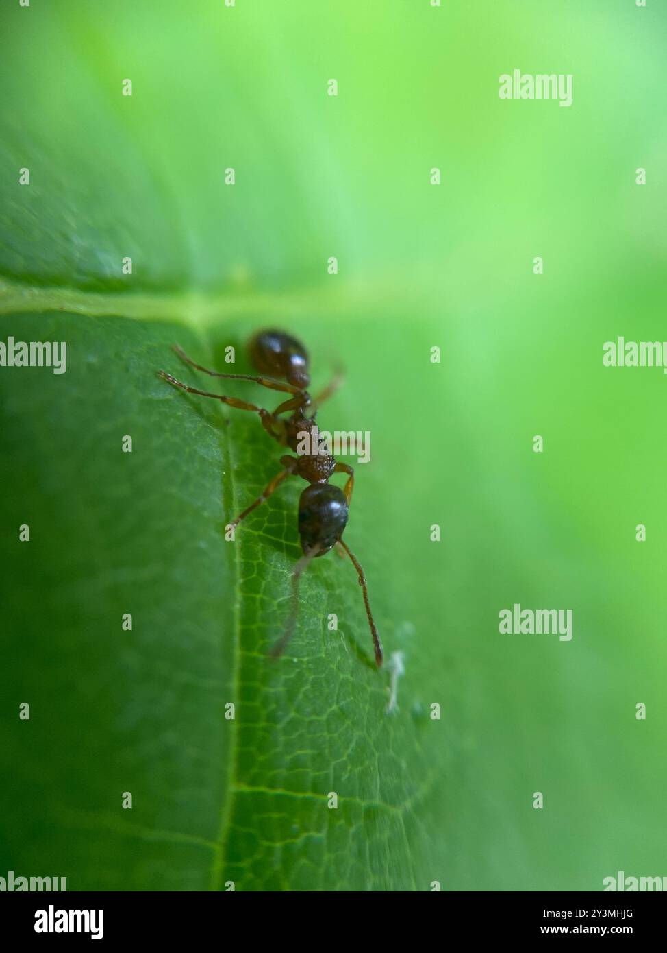 European fire ant (Myrmica rubra) Insecta Stock Photo - Alamy