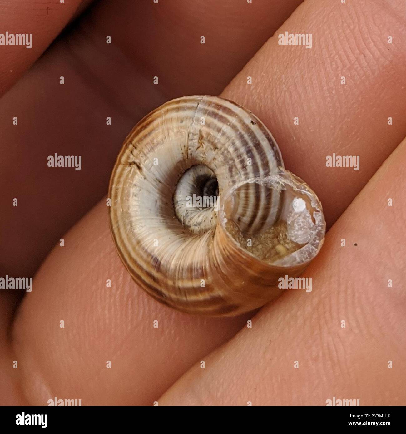 Heath Snail (Helicella itala) Mollusca Stock Photo - Alamy