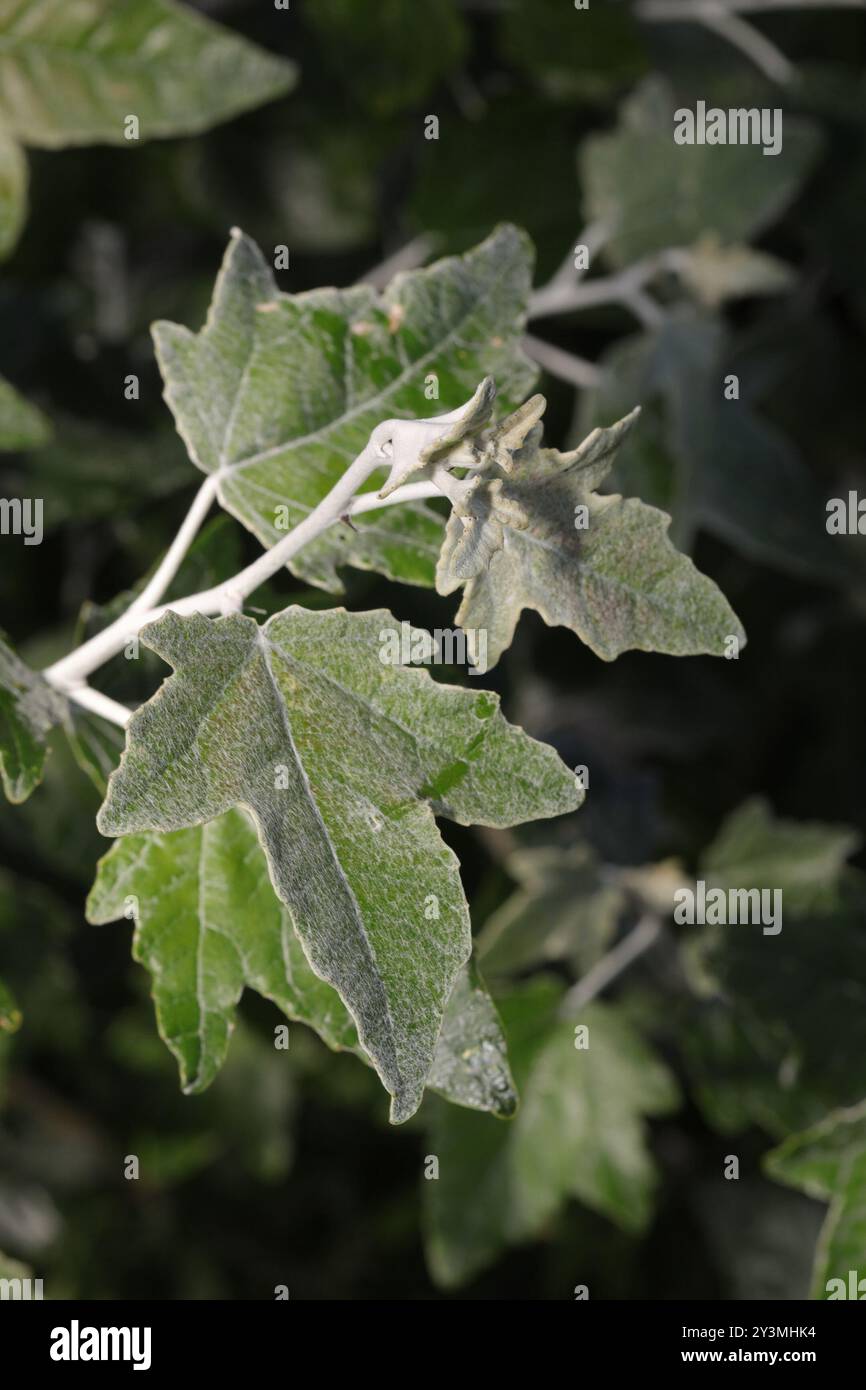 white poplar (Populus alba) Plantae Stock Photo - Alamy