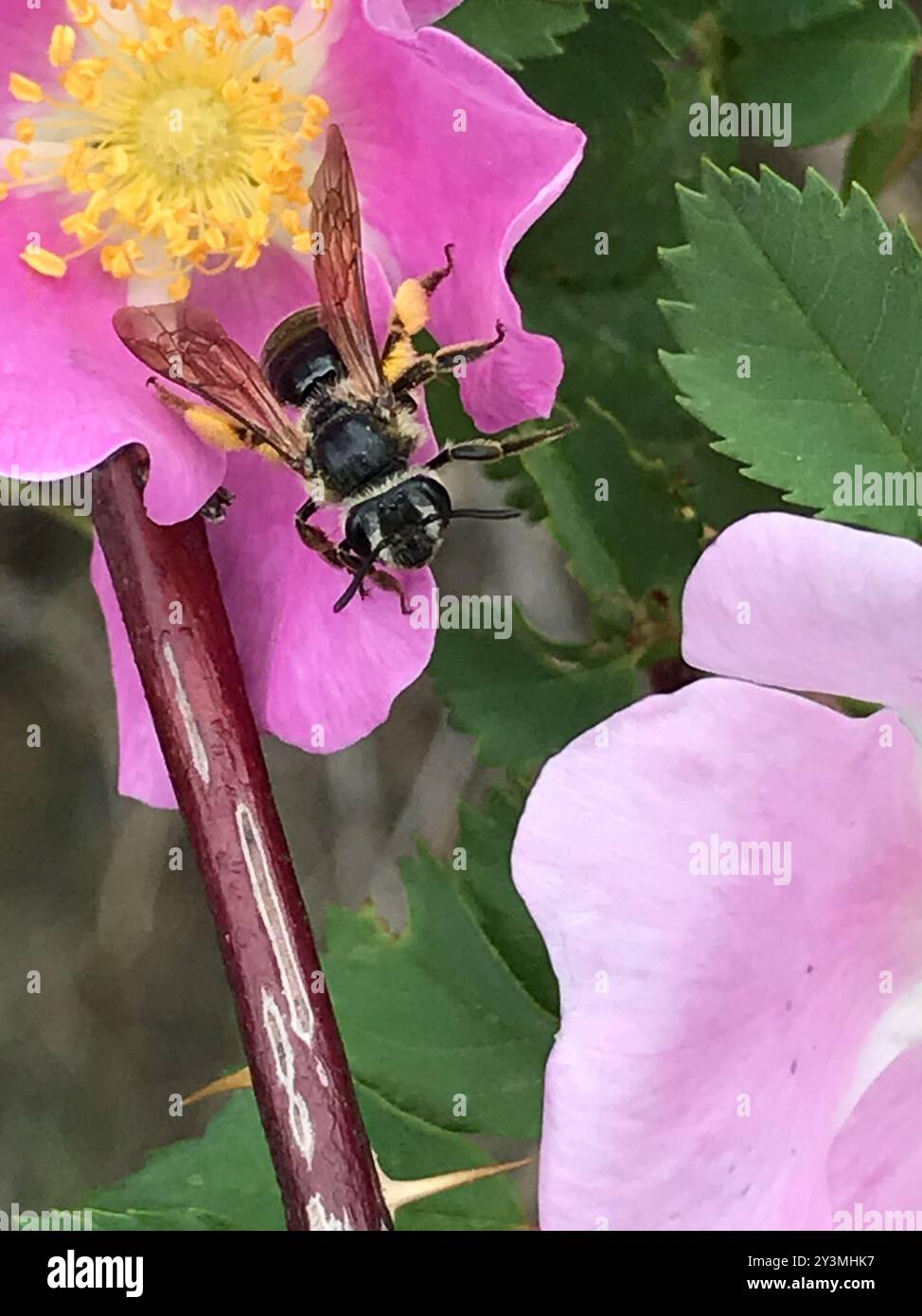 Mining Bees (Andrena) Insecta Stock Photo - Alamy