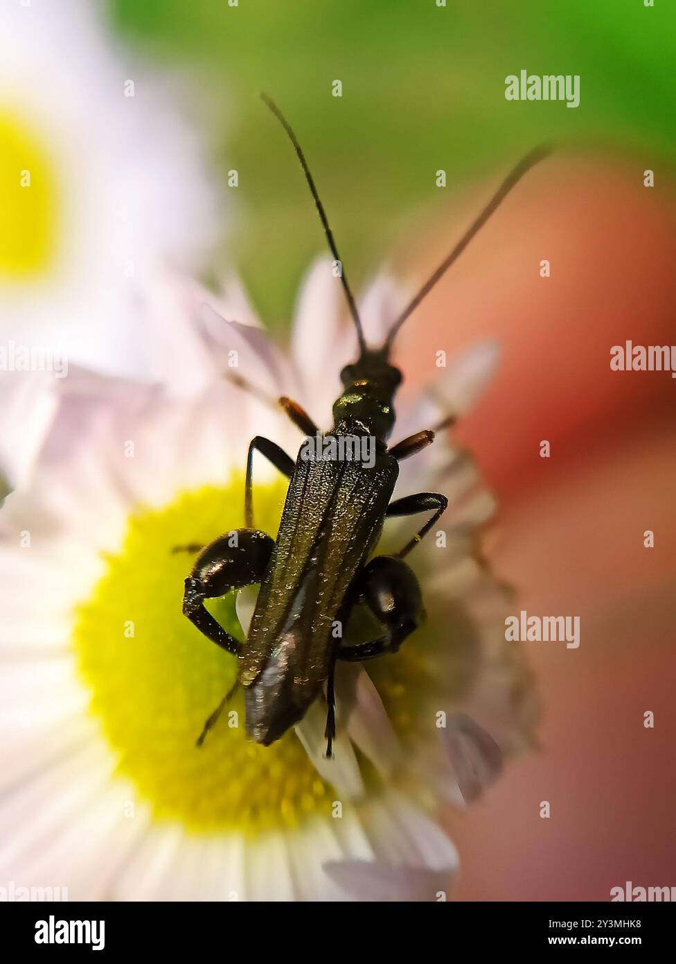 Yellow-legged Thick-legged Flower Beetle (Oedemera flavipes) Insecta ...