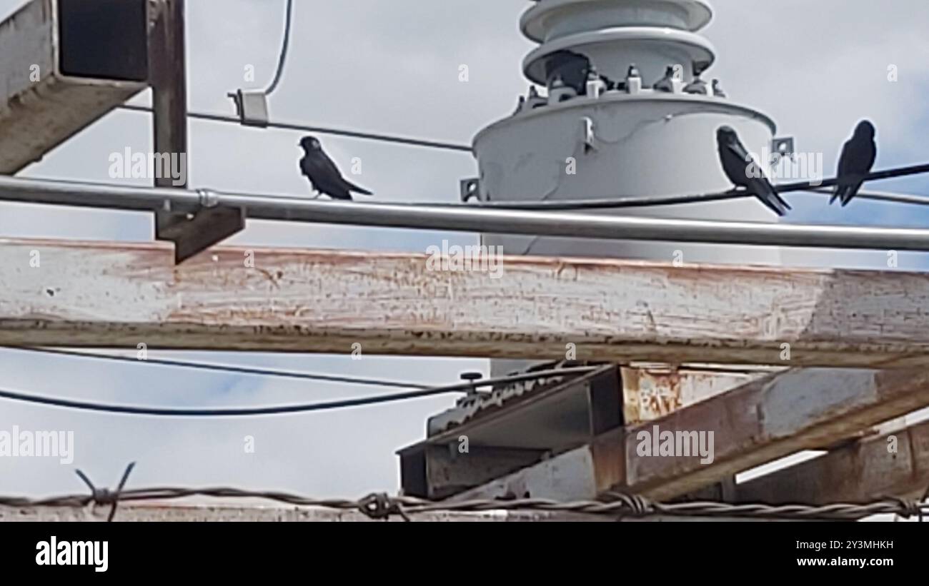 Purple Martin (Progne subis) Aves Stock Photo - Alamy