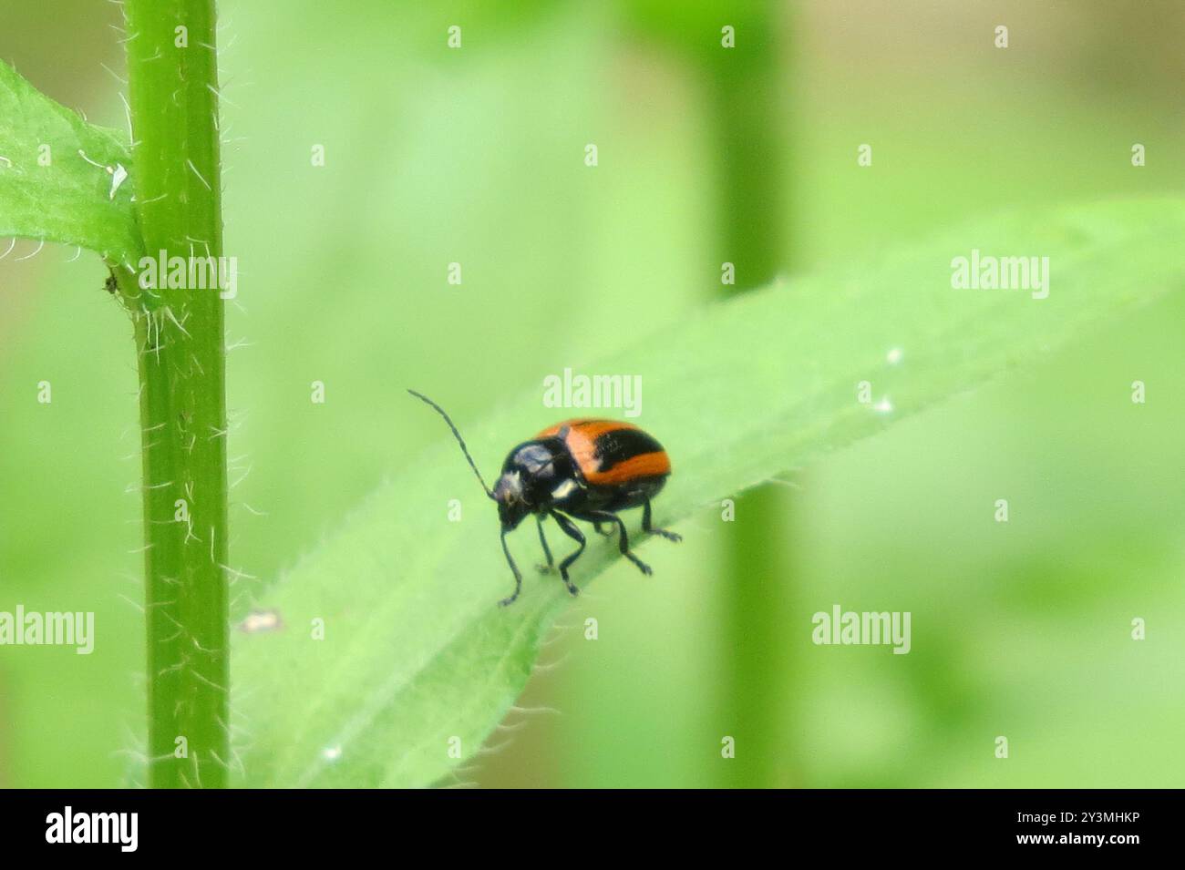 black-and-red pot beetle (Cryptocephalus bipunctatus) Insecta Stock ...