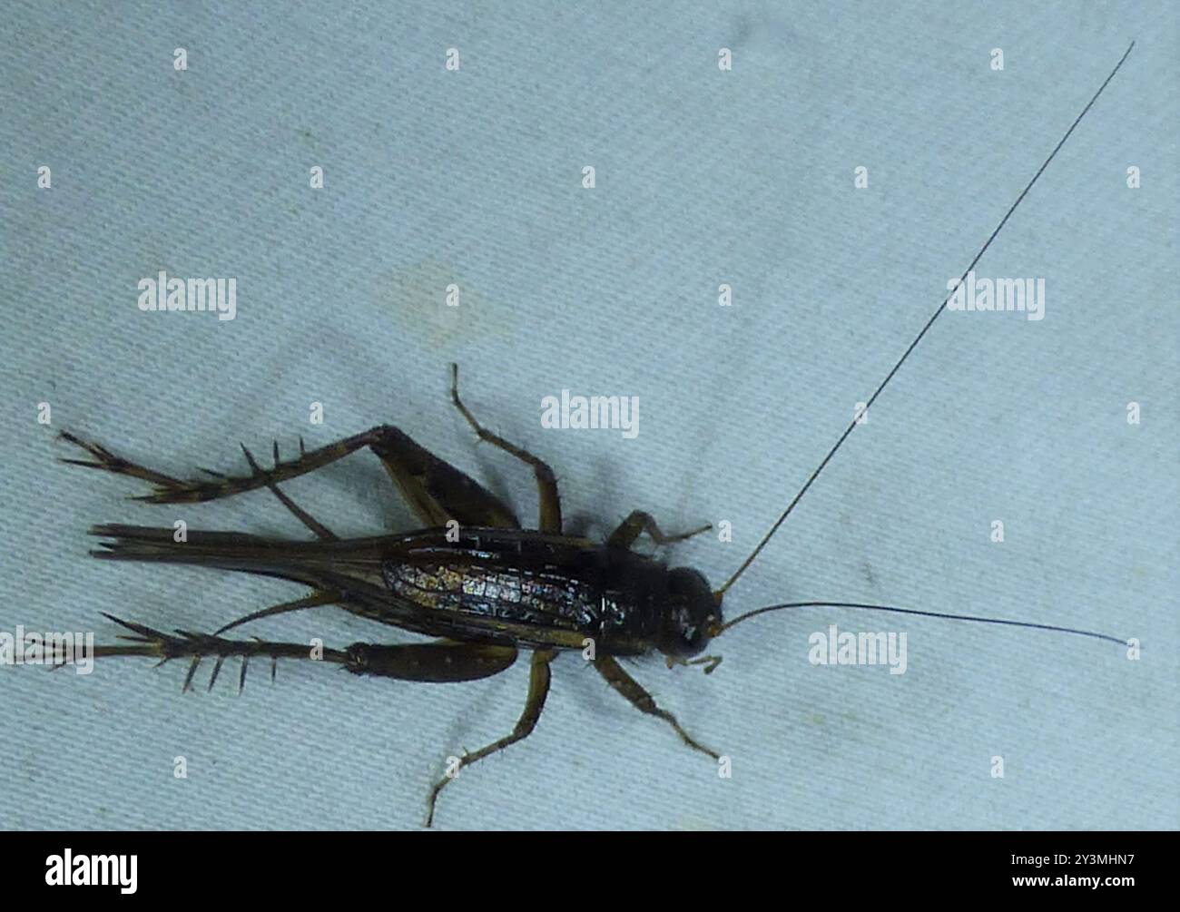Robust Ground Crickets (Allonemobius) Insecta Stock Photo - Alamy