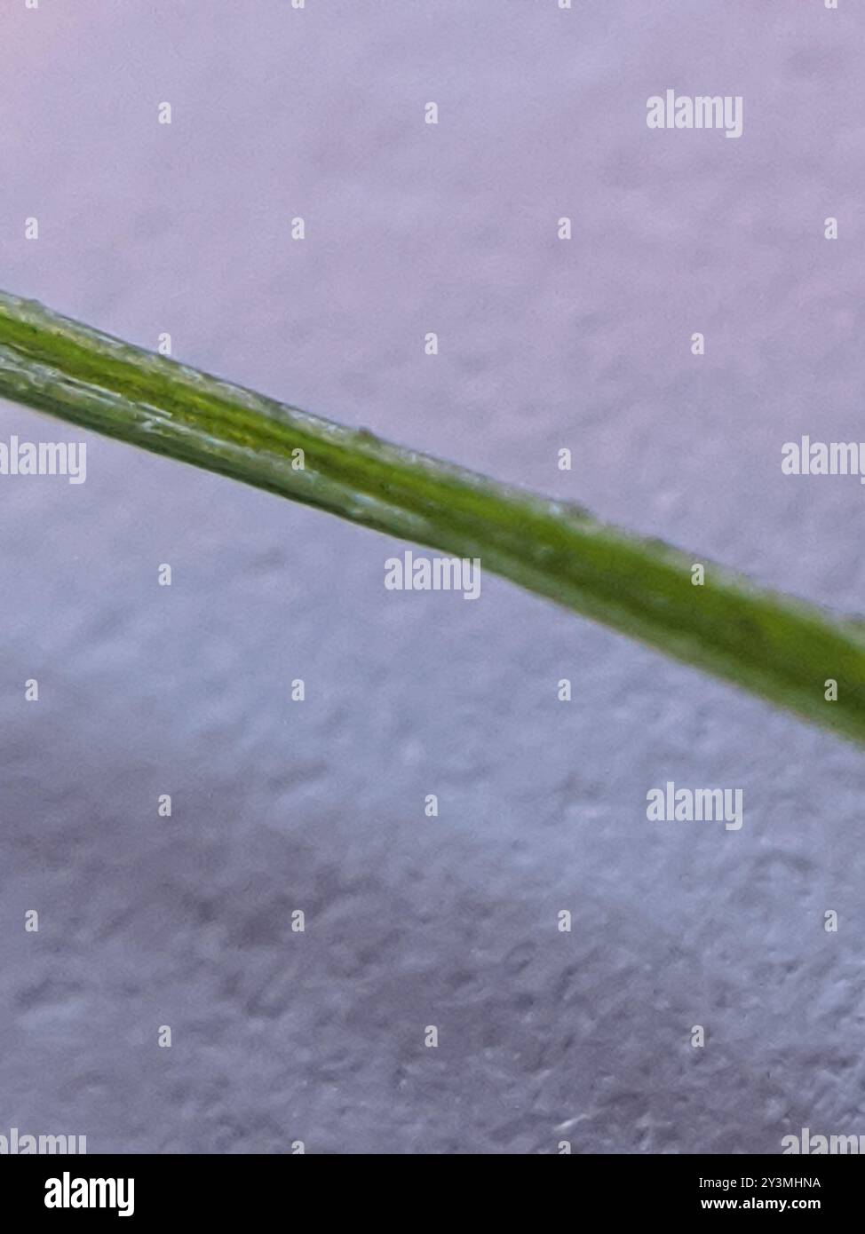 Common Marsh-bedstraw (Galium palustre) Plantae Stock Photo - Alamy