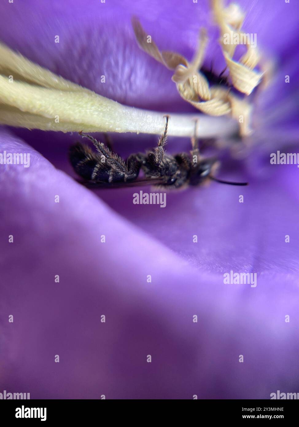 Rampion scissor bee hi-res stock photography and images - Alamy