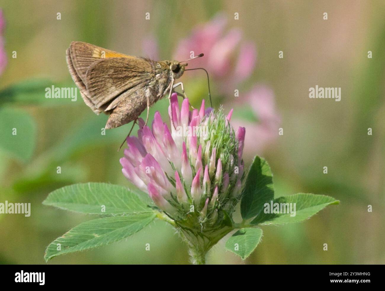 Tawny-edged Skipper (Polites themistocles) Insecta Stock Photo - Alamy