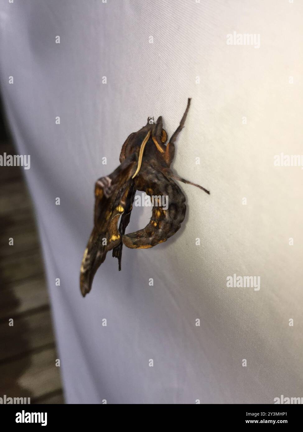 Small-eyed Sphinx (Paonias myops) Insecta Stock Photo - Alamy