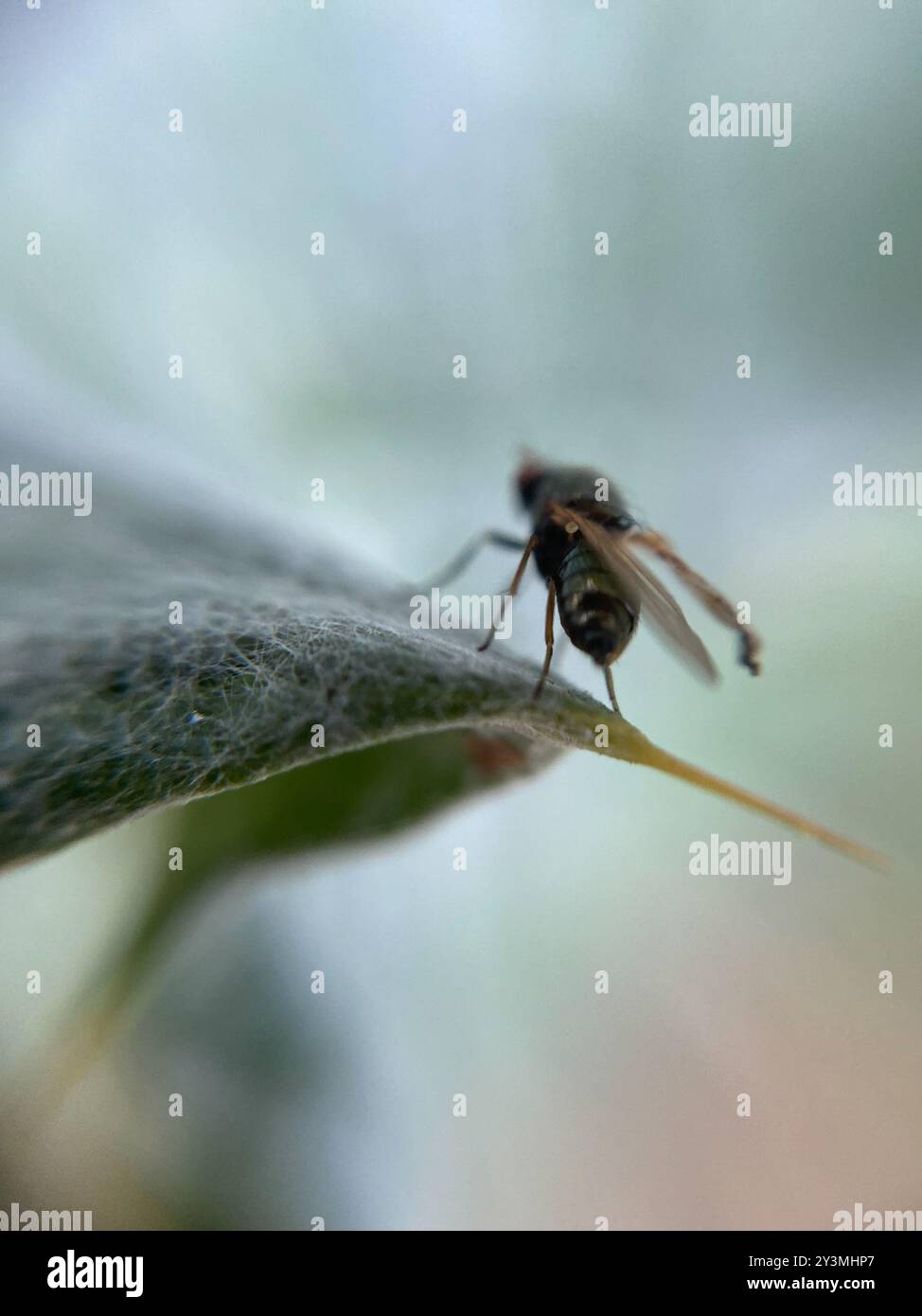 Black Flies (Simuliidae) Insecta Stock Photo - Alamy