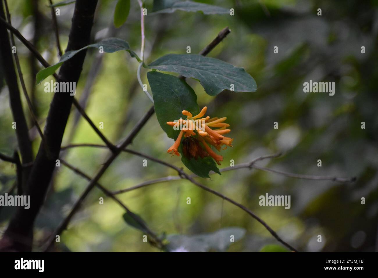 orange honeysuckle (Lonicera ciliosa) Plantae Stock Photo - Alamy
