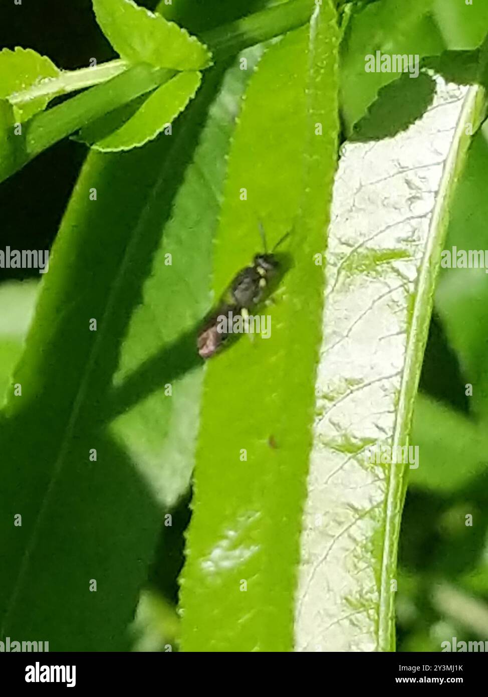Ants, Bees, Wasps, and Sawflies (Hymenoptera) Insecta Stock Photo - Alamy