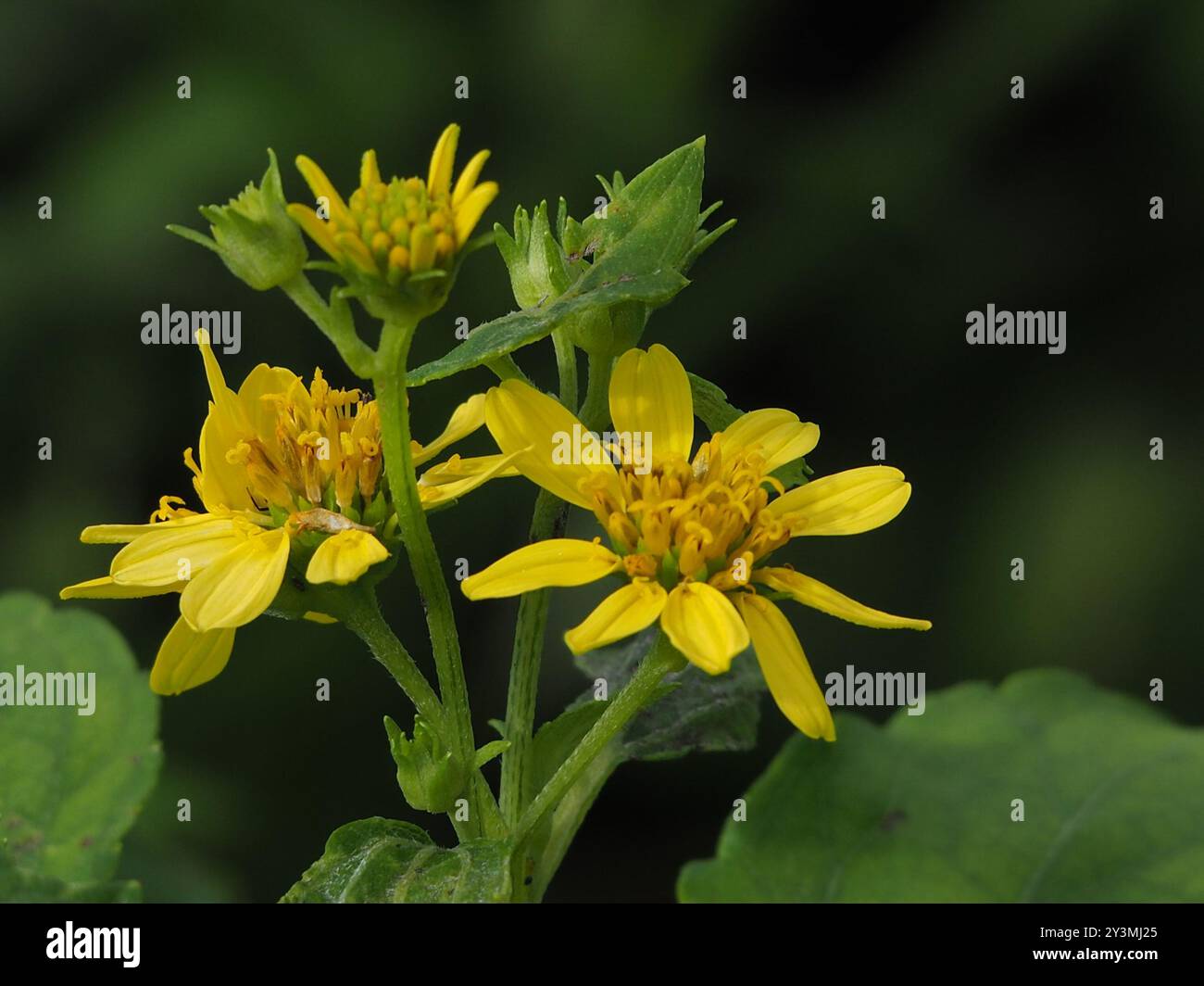 sea daisy (Wollastonia biflora) Plantae Stock Photo - Alamy
