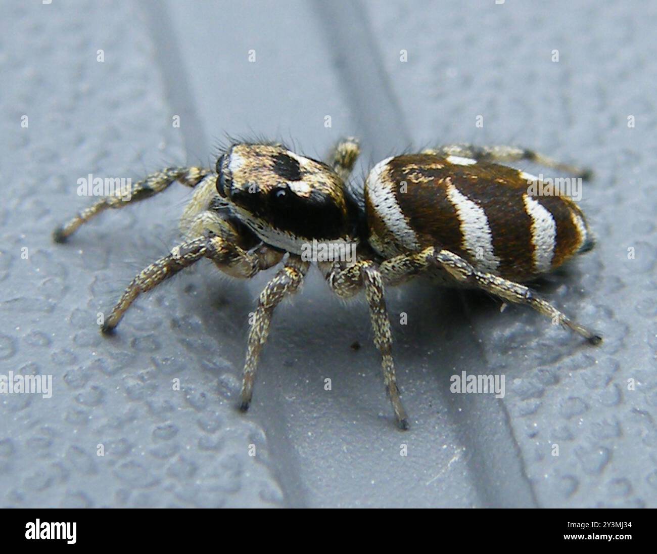 Zebra Jumping Spider (Salticus scenicus) Arachnida Stock Photo - Alamy
