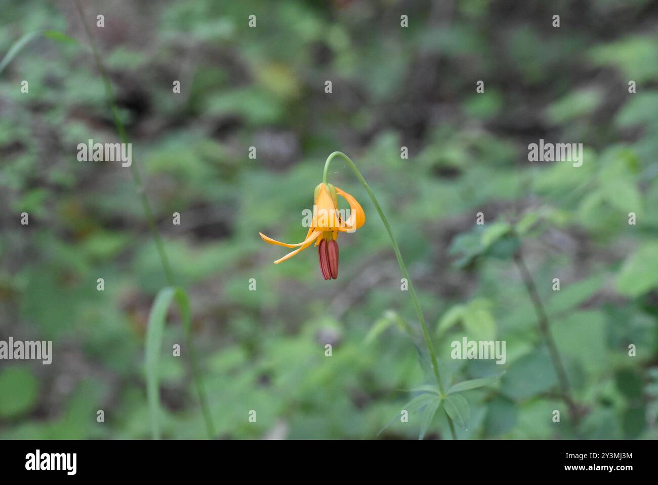 Columbia lily (Lilium columbianum) Plantae Stock Photo - Alamy