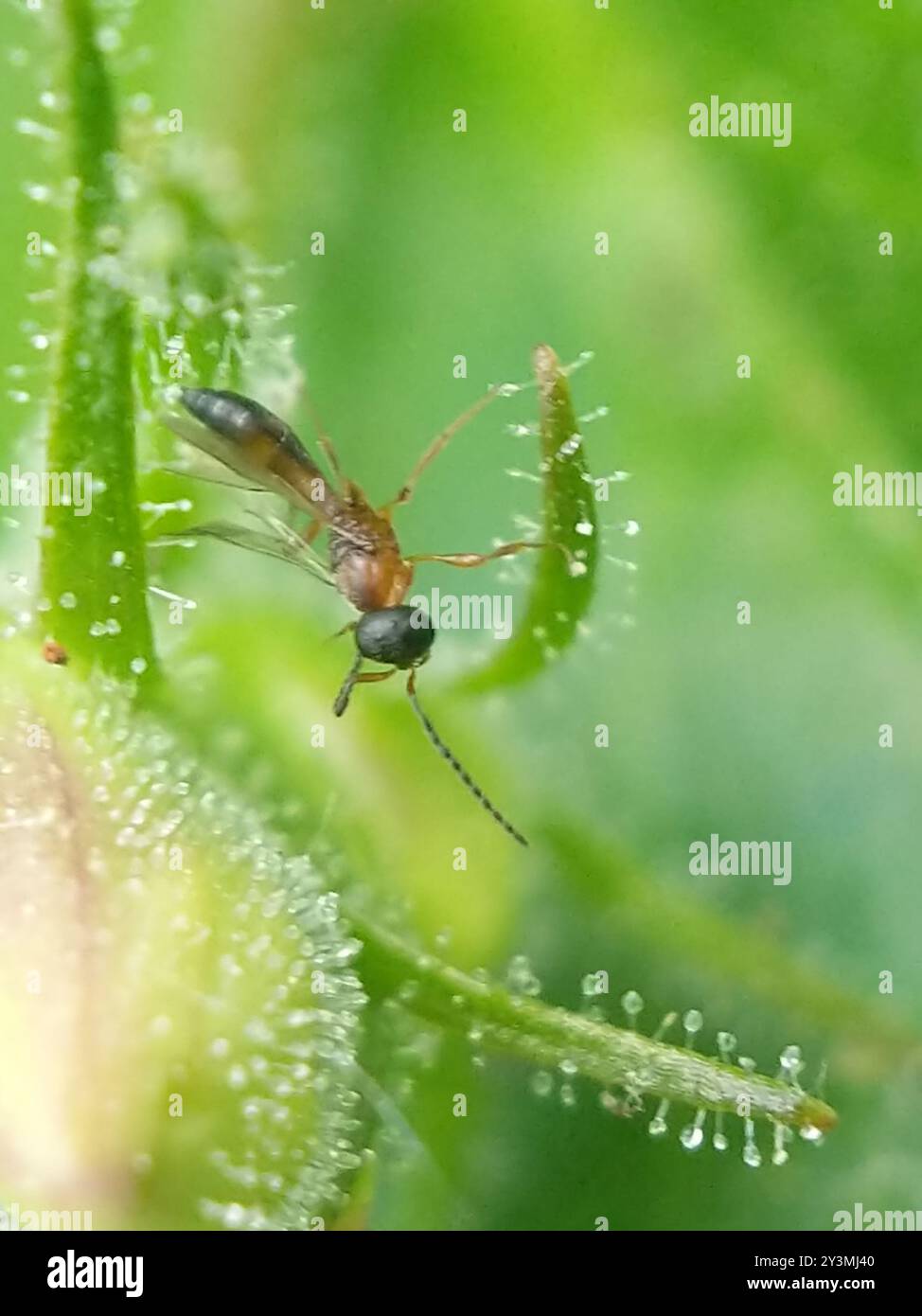 Ants, Bees, Wasps, and Sawflies (Hymenoptera) Insecta Stock Photo - Alamy