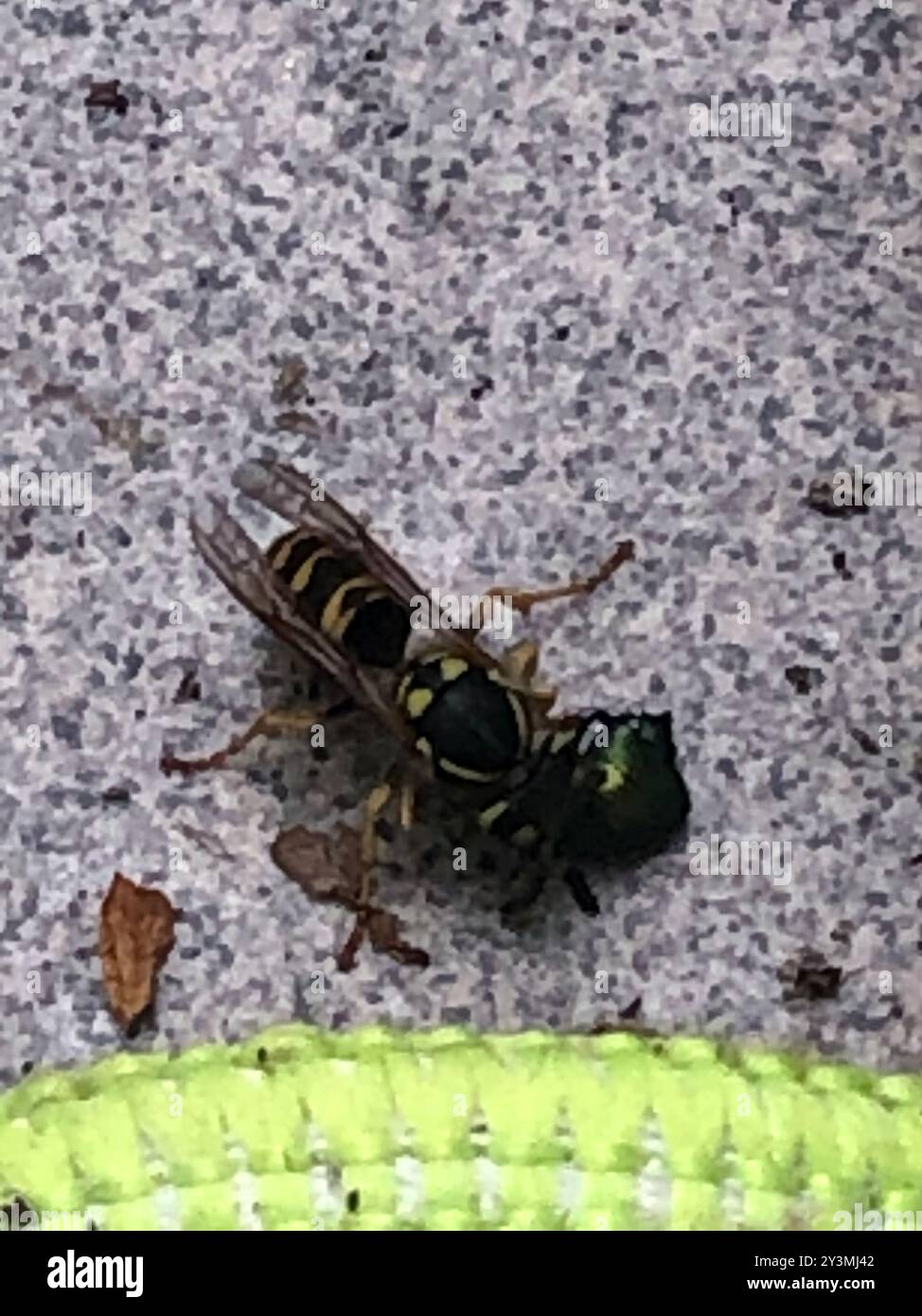 Hornets, Paper Wasps, Potter Wasps, and Allies (Vespidae) Insecta Stock ...
