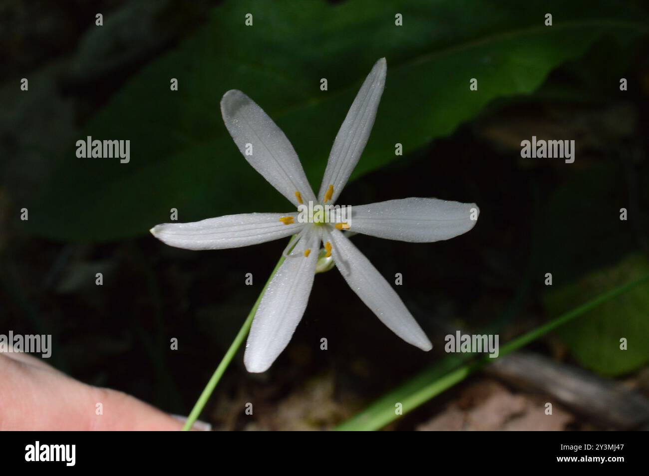 St Bernard's Lily (Anthericum liliago) Plantae Stock Photo - Alamy