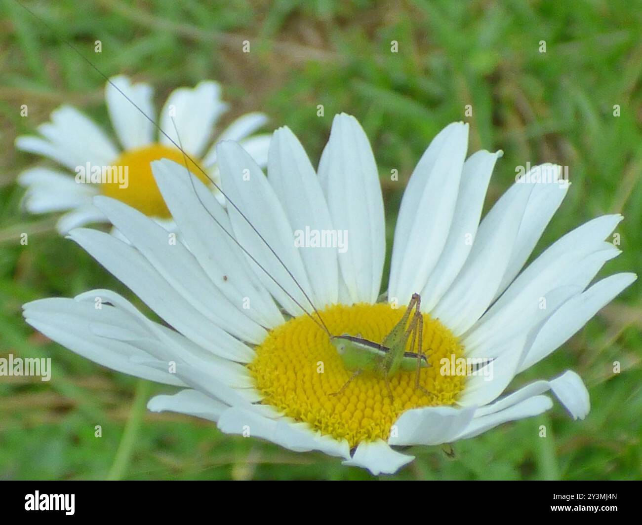 Common Meadow Katydids (Conocephalini) Insecta Stock Photo - Alamy