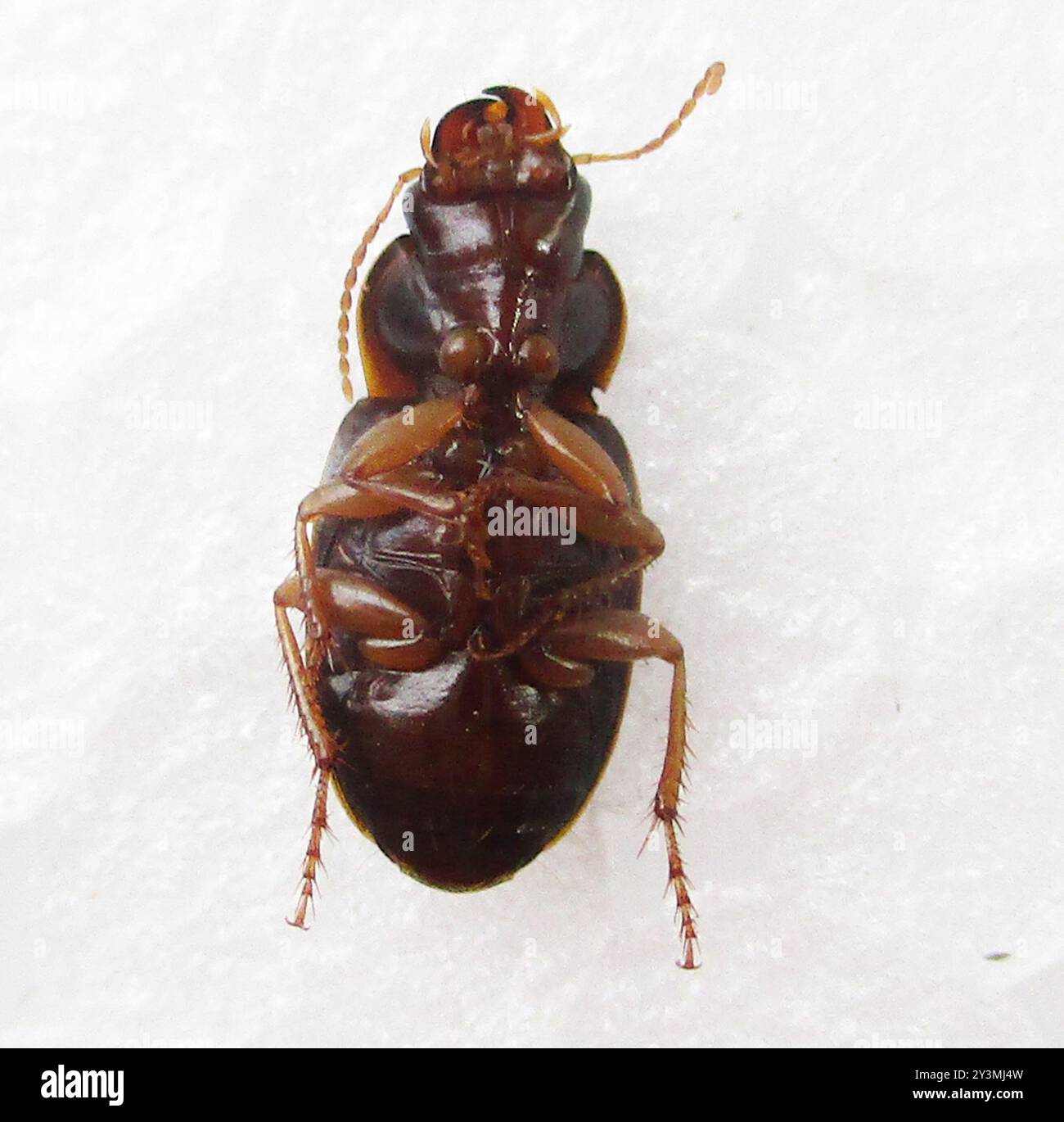 Ground Beetles (Carabidae) Insecta Stock Photo - Alamy