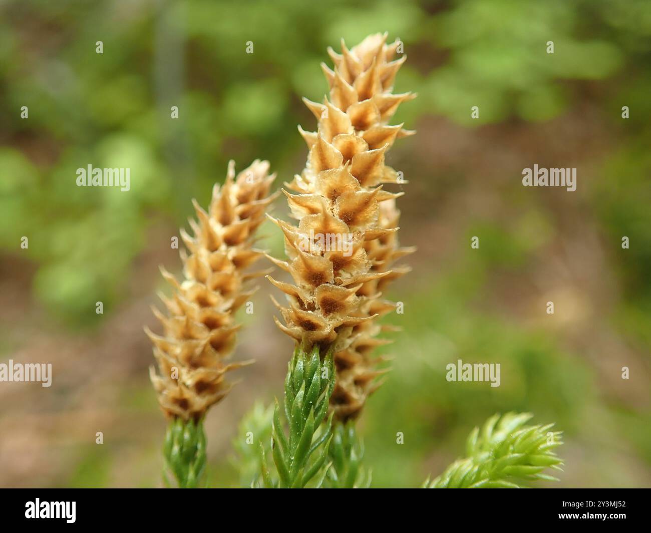 prickly tree-clubmoss (Dendrolycopodium dendroideum) Plantae Stock ...
