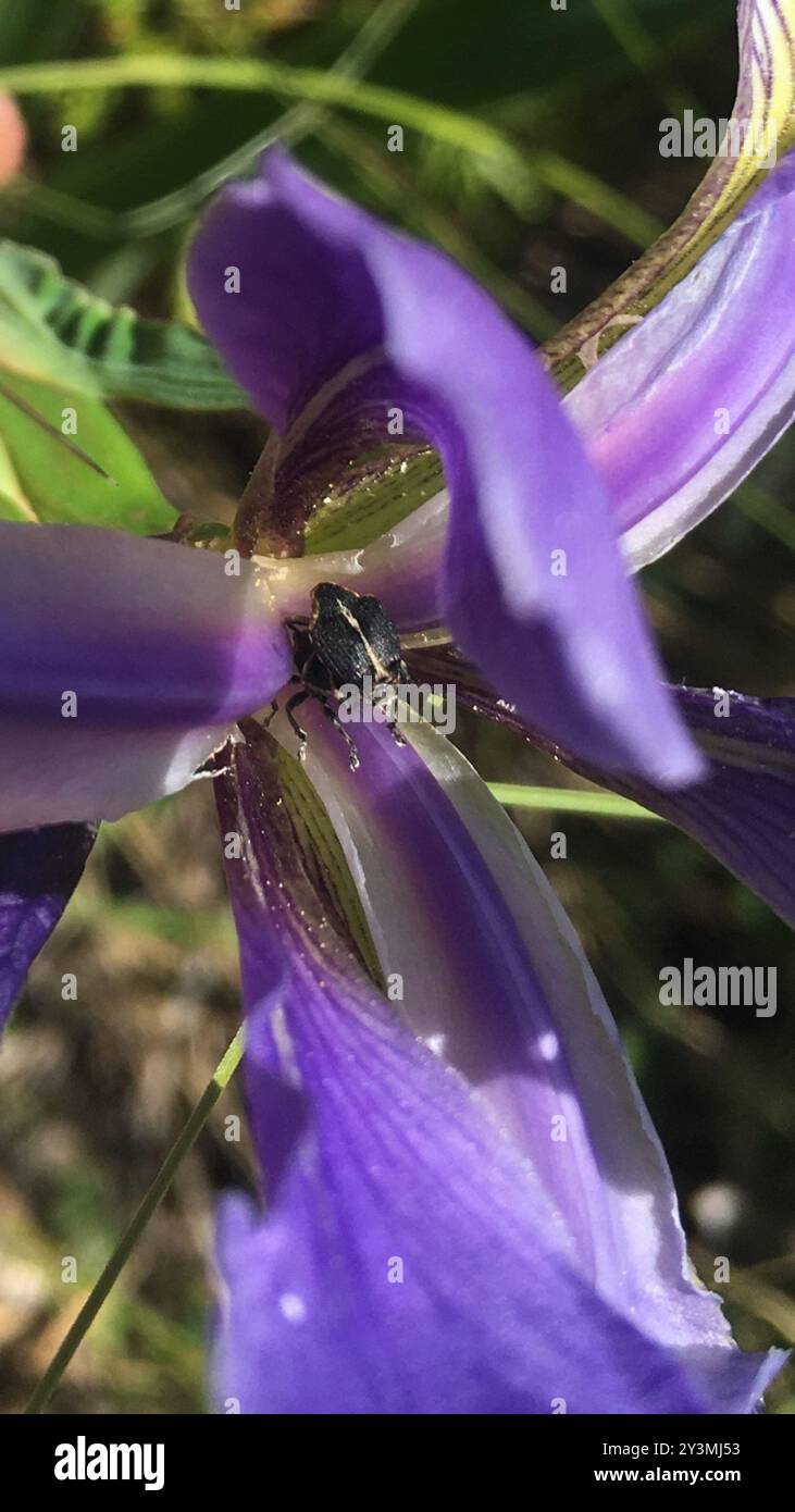iris weevil (Mononychus vulpeculus) Insecta Stock Photo - Alamy