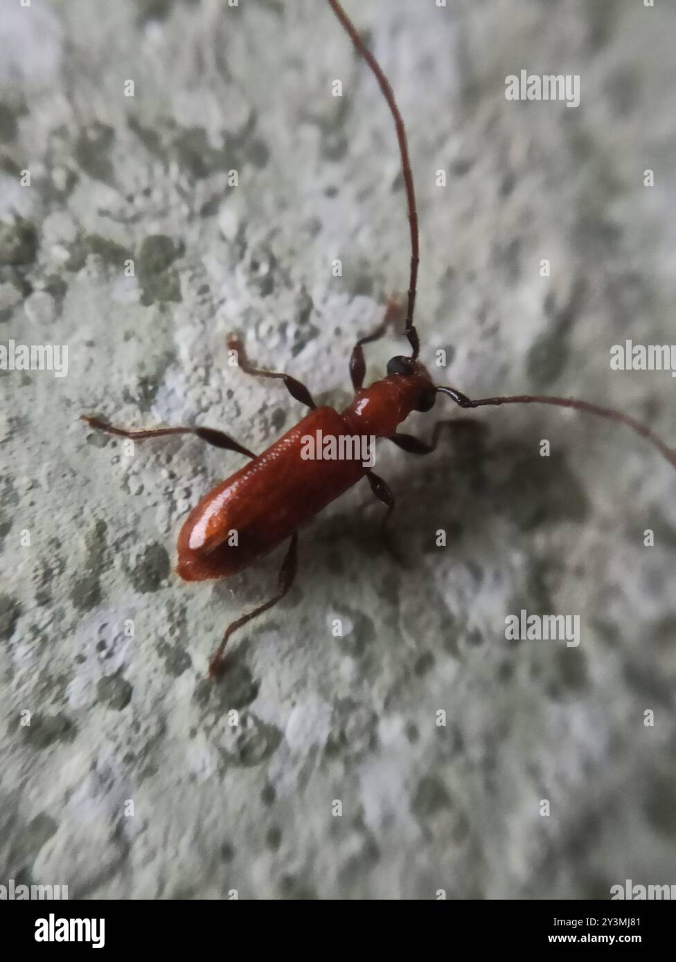 rare brown longhorn beetle (Obrium cantharinum) Insecta Stock Photo - Alamy