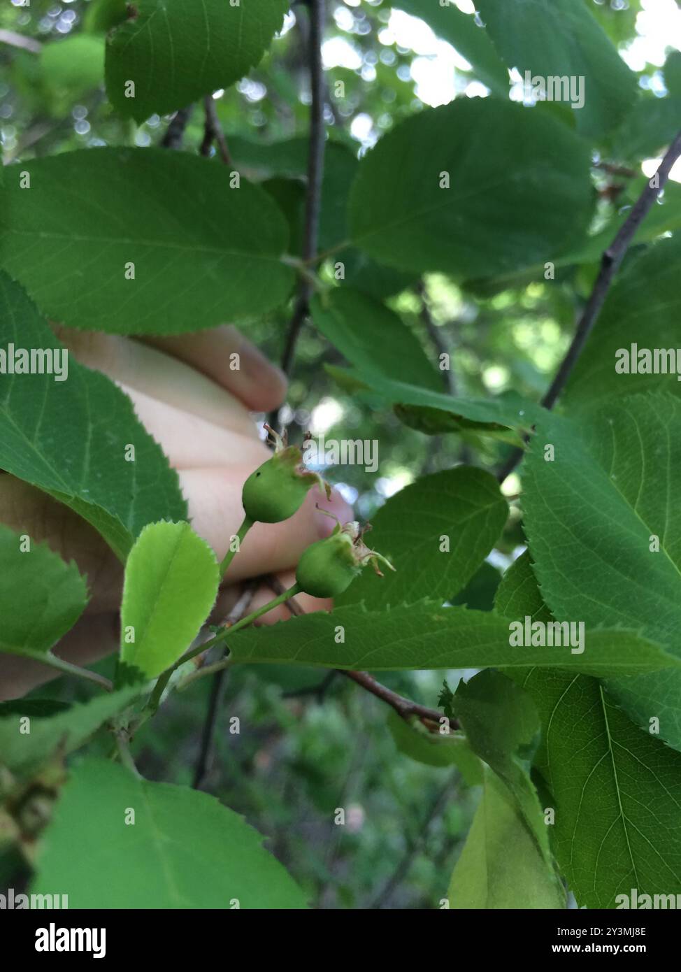 Running Serviceberry (Amelanchier stolonifera) Plantae Stock Photo - Alamy