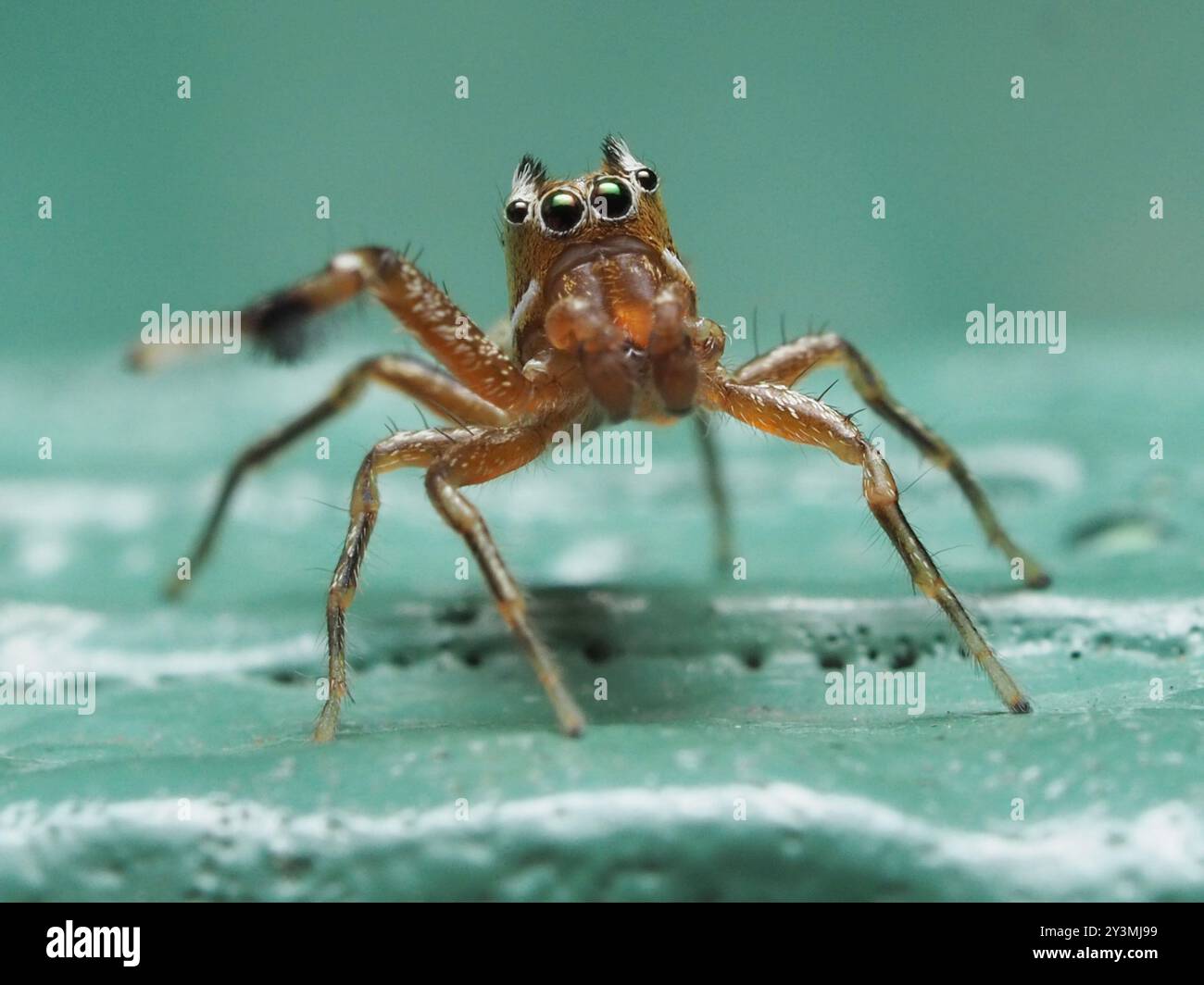 Thin-spined Jumping Spider (Tutelina elegans) Arachnida Stock Photo - Alamy