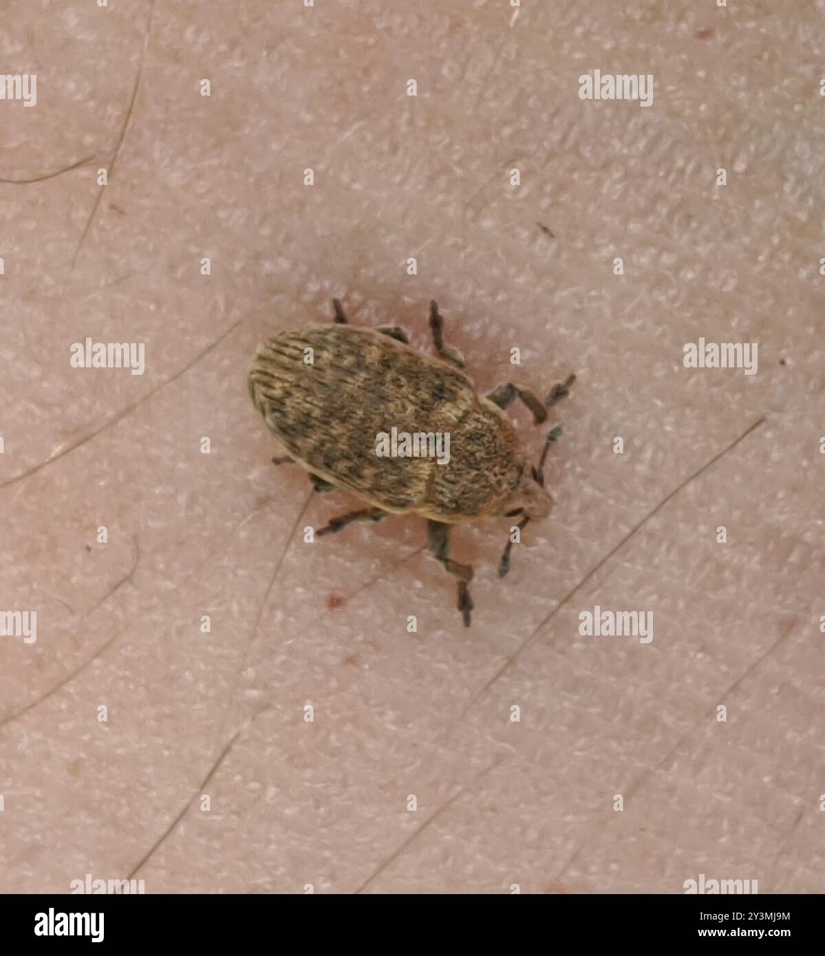 Lesser Knapweed Flower Weevil (Larinus minutus) Insecta Stock Photo - Alamy