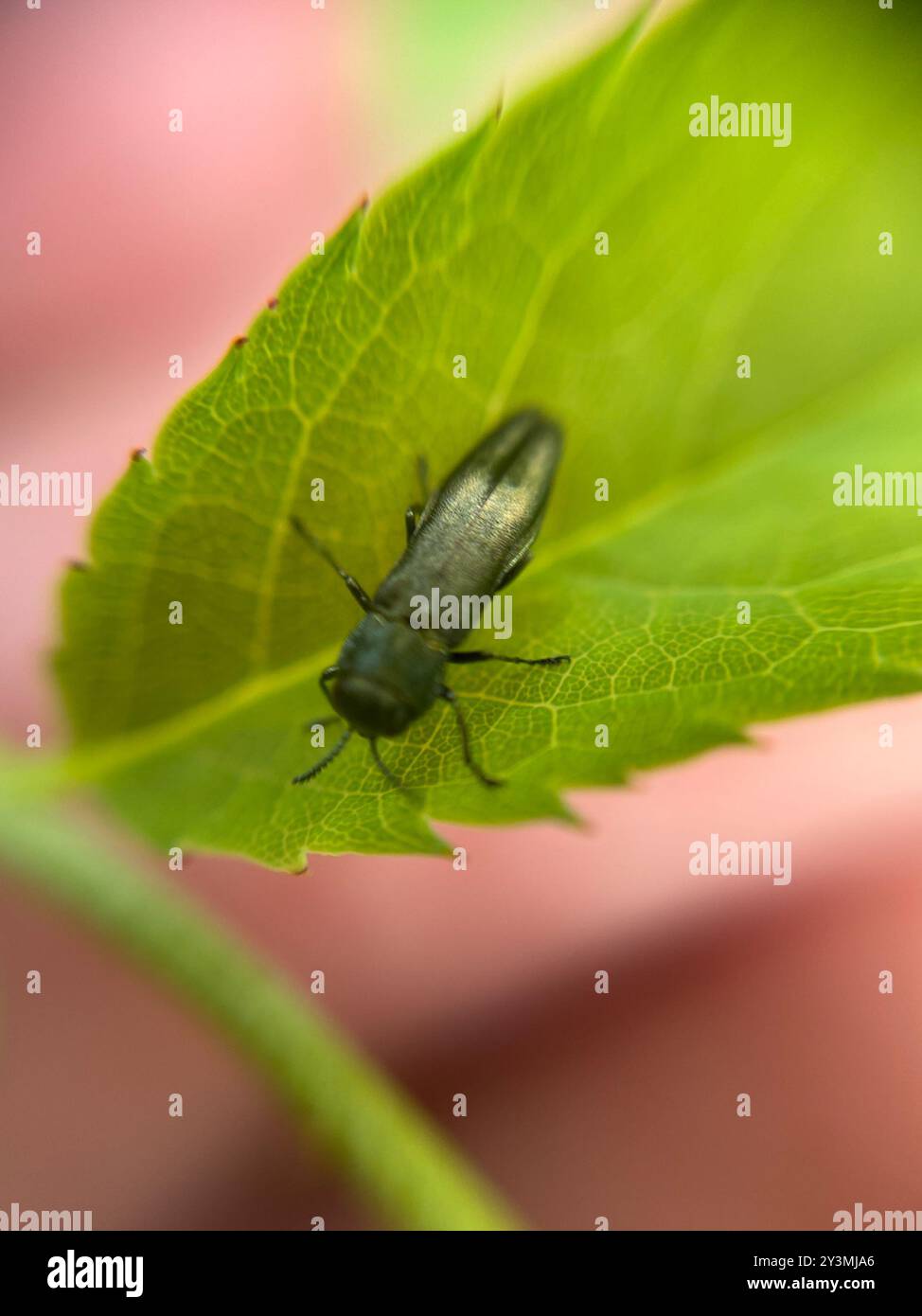 Rose stem girdler hi-res stock photography and images - Alamy
