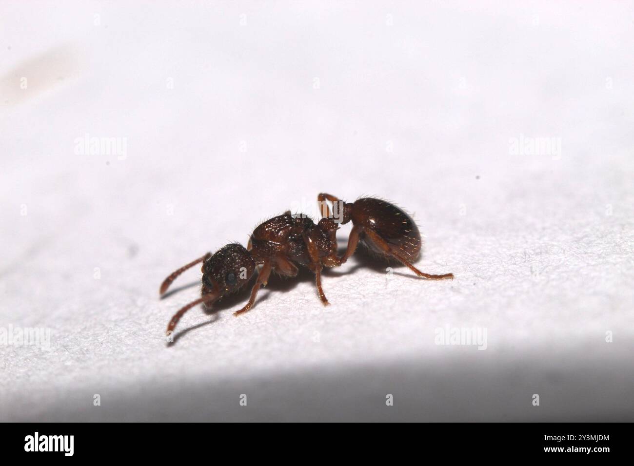 Scabrous Ant (Myrmica scabrinodis) Insecta Stock Photo - Alamy