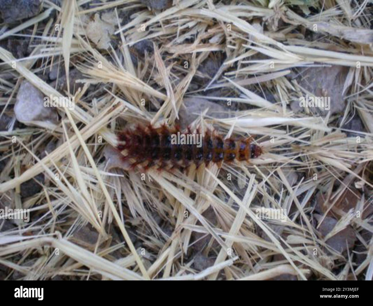 False firefly hi-res stock photography and images - Alamy