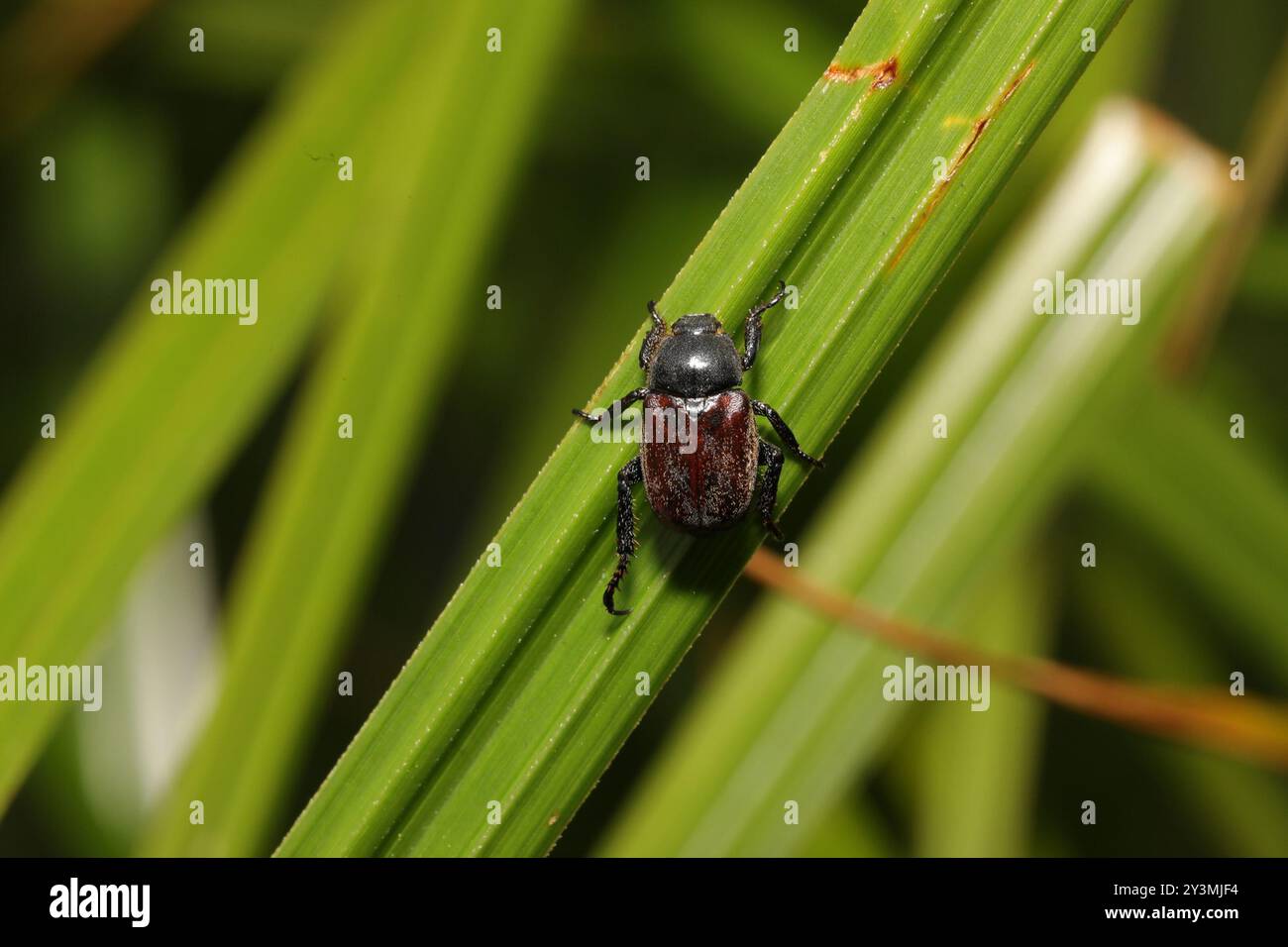 Welsh Chafer (Hoplia philanthus) Insecta Stock Photo - Alamy