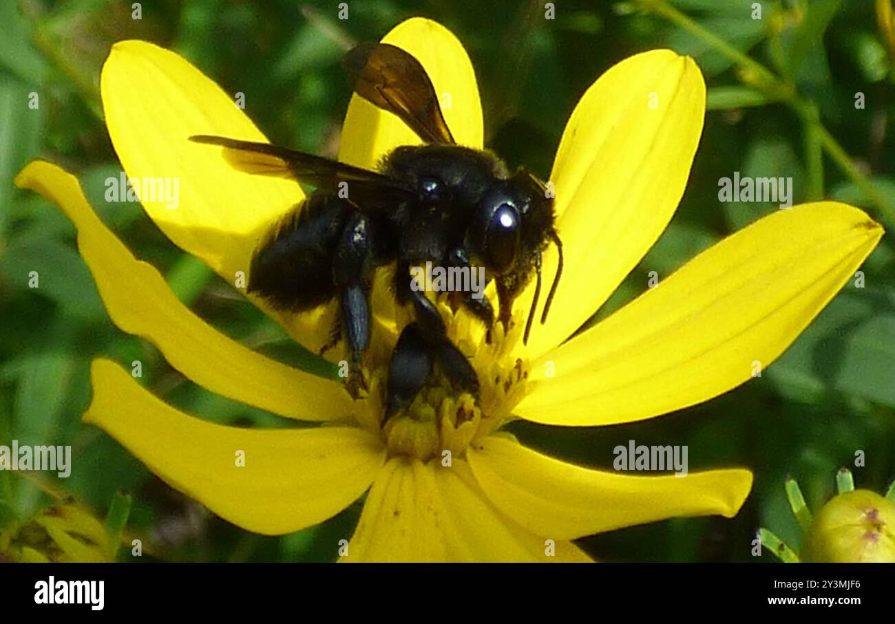 Carpenter-mimic Leafcutter Bee (Megachile xylocopoides) Insecta Stock ...