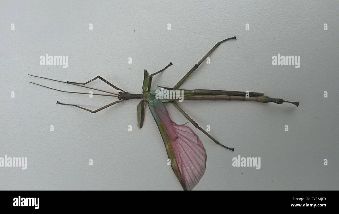 Red-winged Stick Insect (Podacanthus viridiroseus) Insecta Stock Photo ...