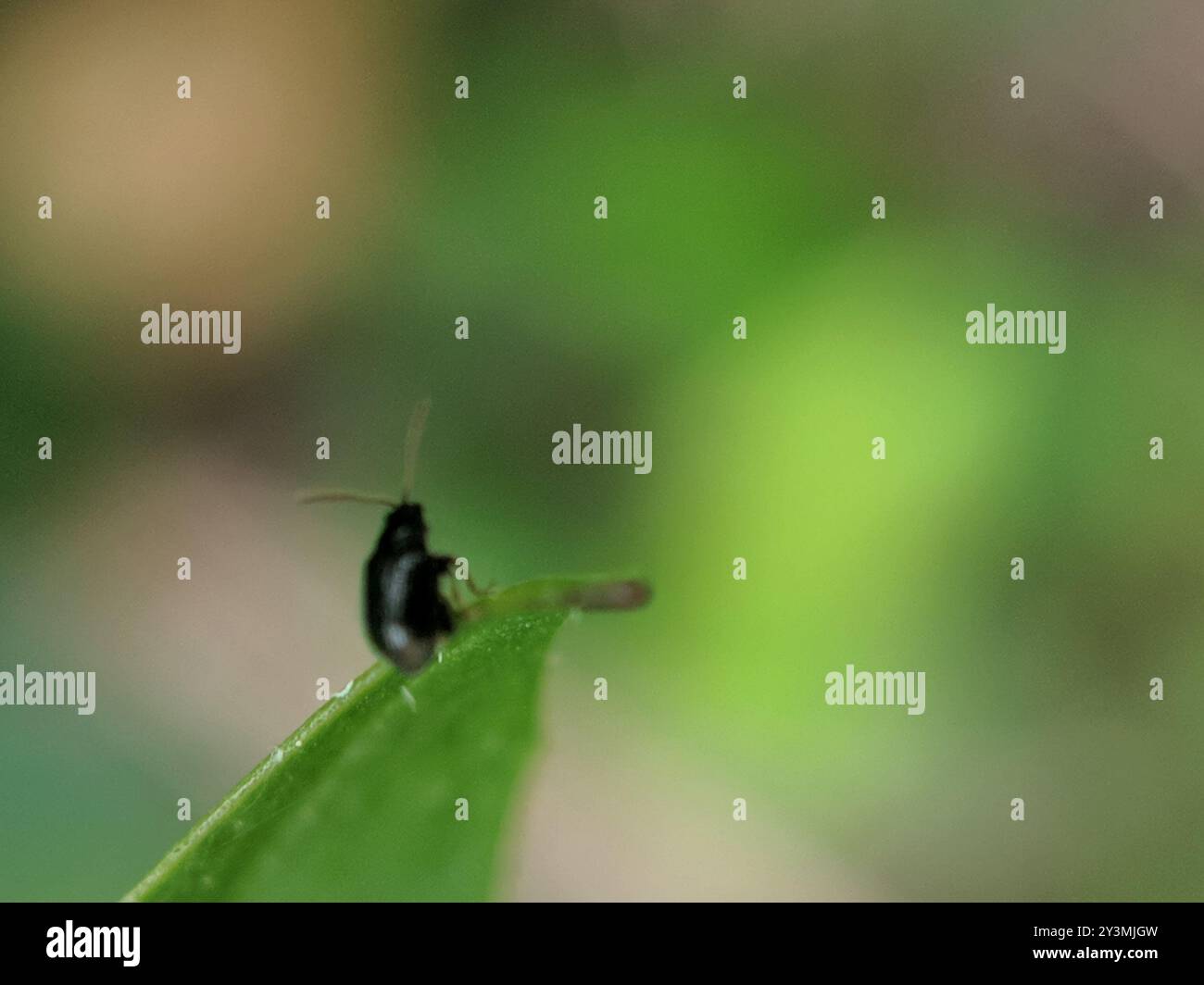 Beetles (Coleoptera) Insecta Stock Photo - Alamy