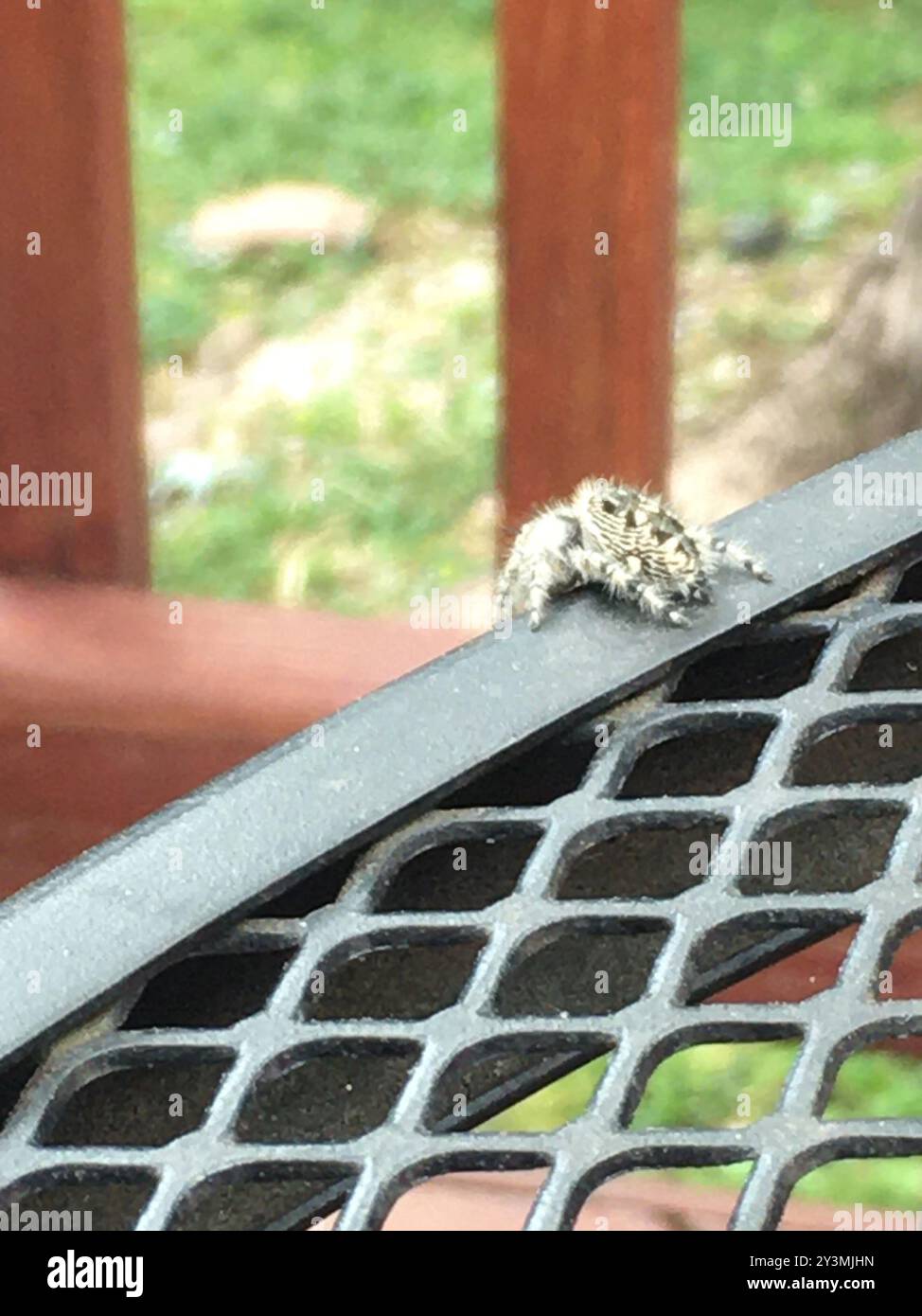 canopy jumping spider (Phidippus otiosus) Arachnida Stock Photo - Alamy