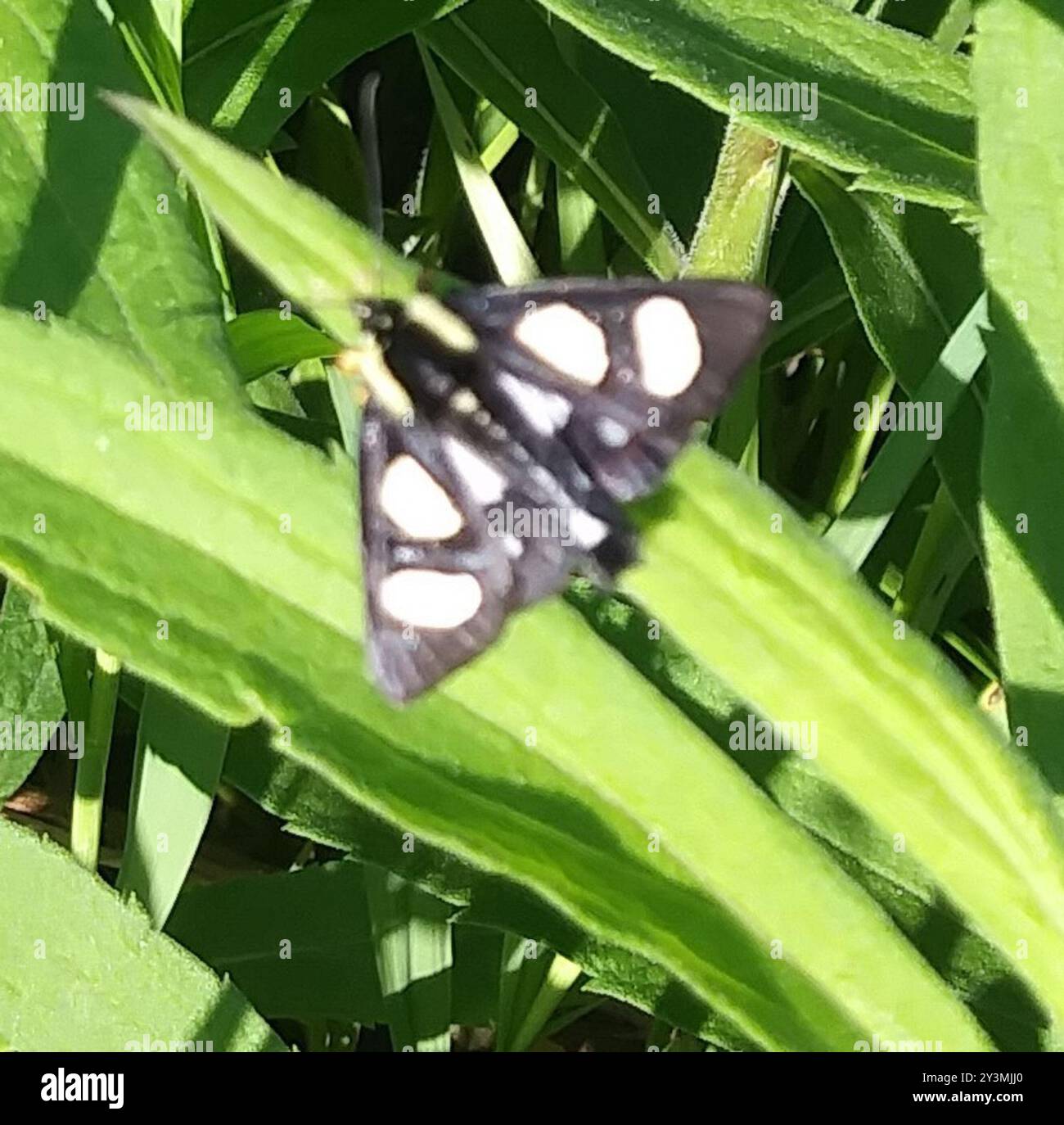 Eight-spotted Forester Moth (Alypia octomaculata) Insecta Stock Photo ...