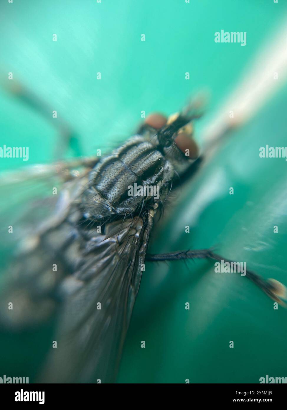 Common Flesh Flies (Sarcophaga) Insecta Stock Photo - Alamy