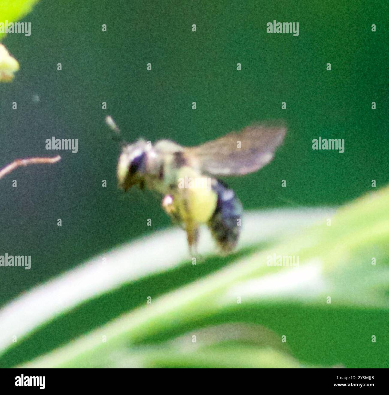 Mining Bees (Andrena) Insecta Stock Photo - Alamy